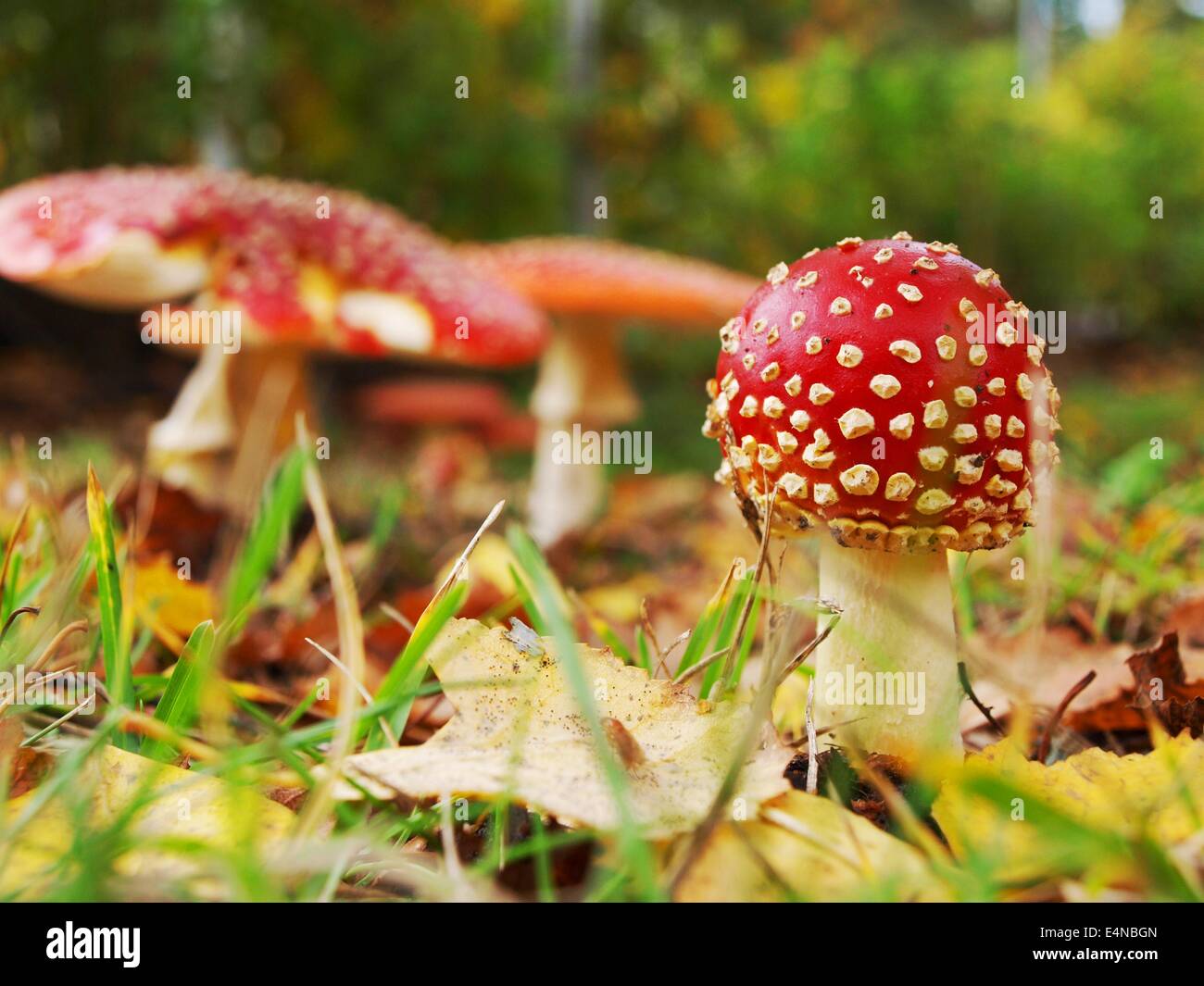 Big toadstool hi-res stock photography and images - Alamy