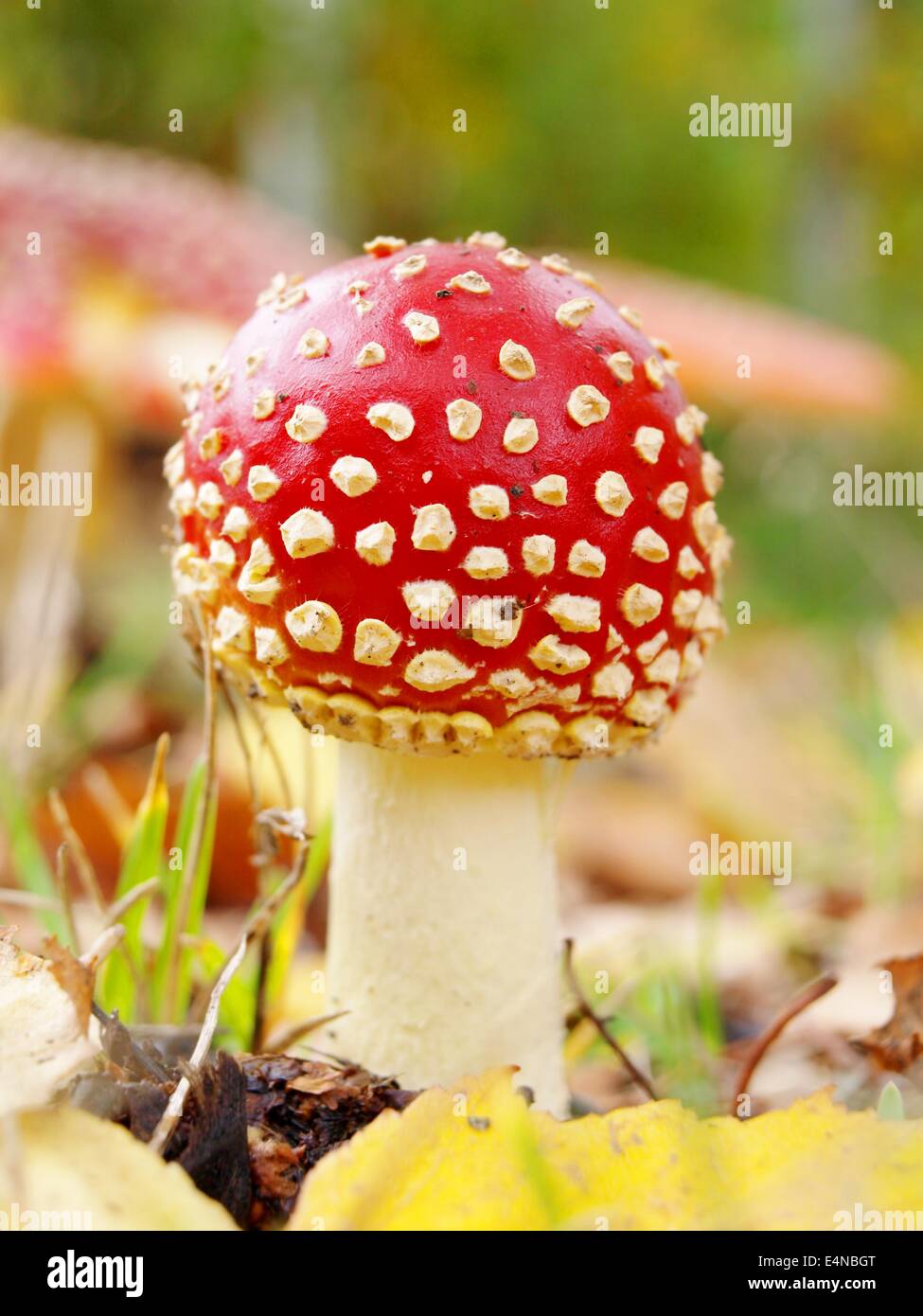 Big toadstool hi-res stock photography and images - Alamy
