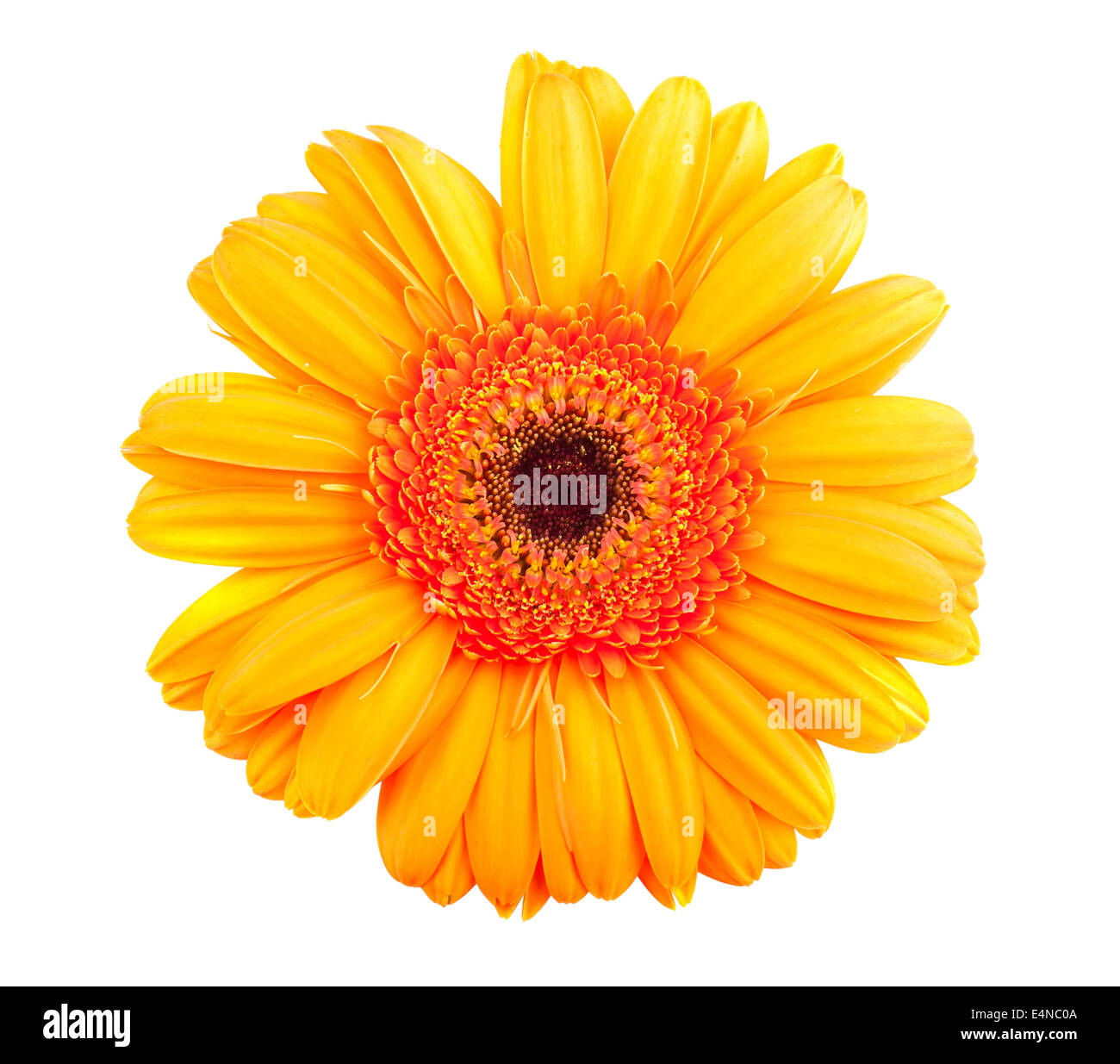 Single orange gerbera flower Stock Photo - Alamy