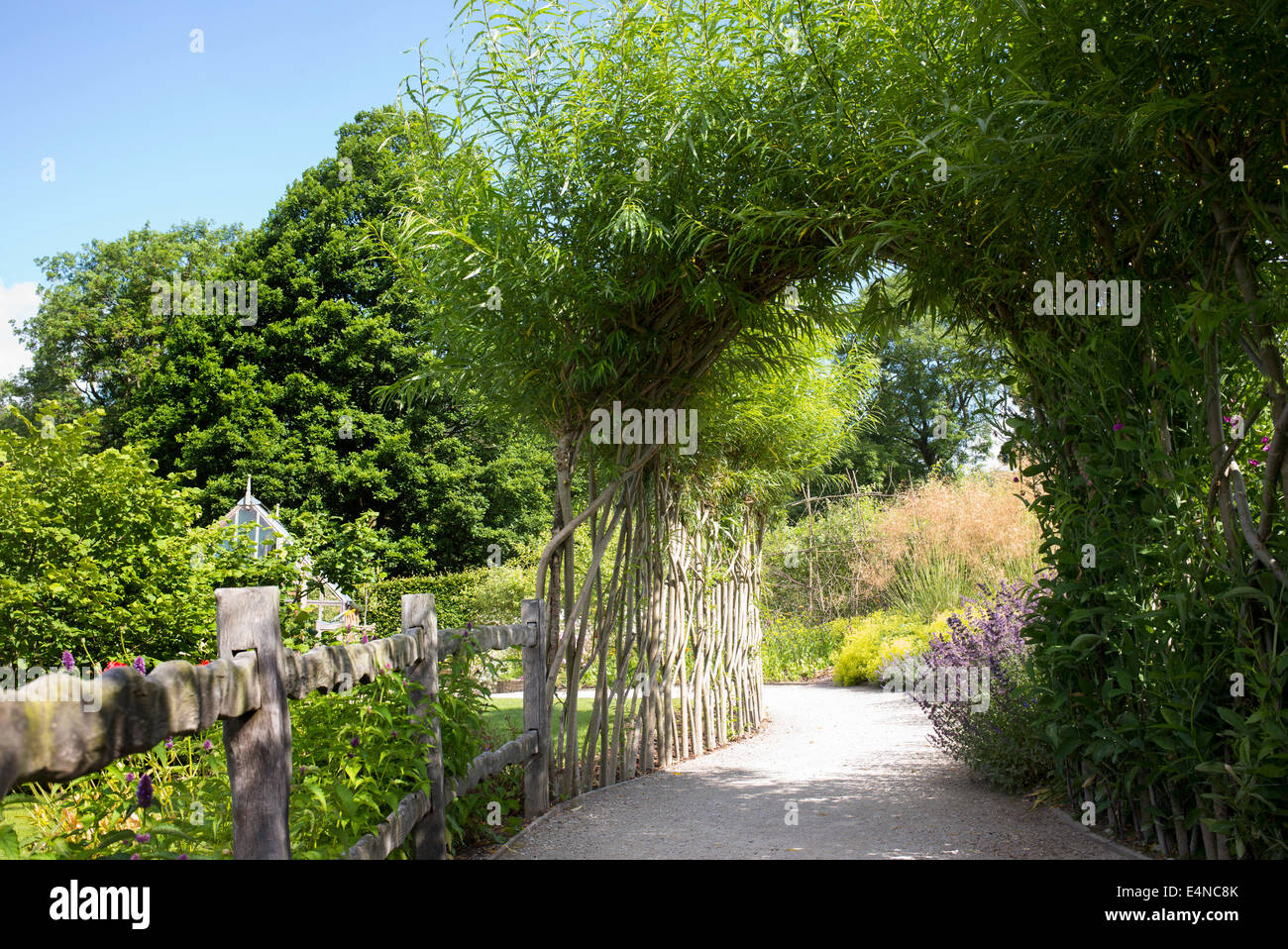 Willow Archway over garden path at RHS Harlow Carr. Harrogate, England ...