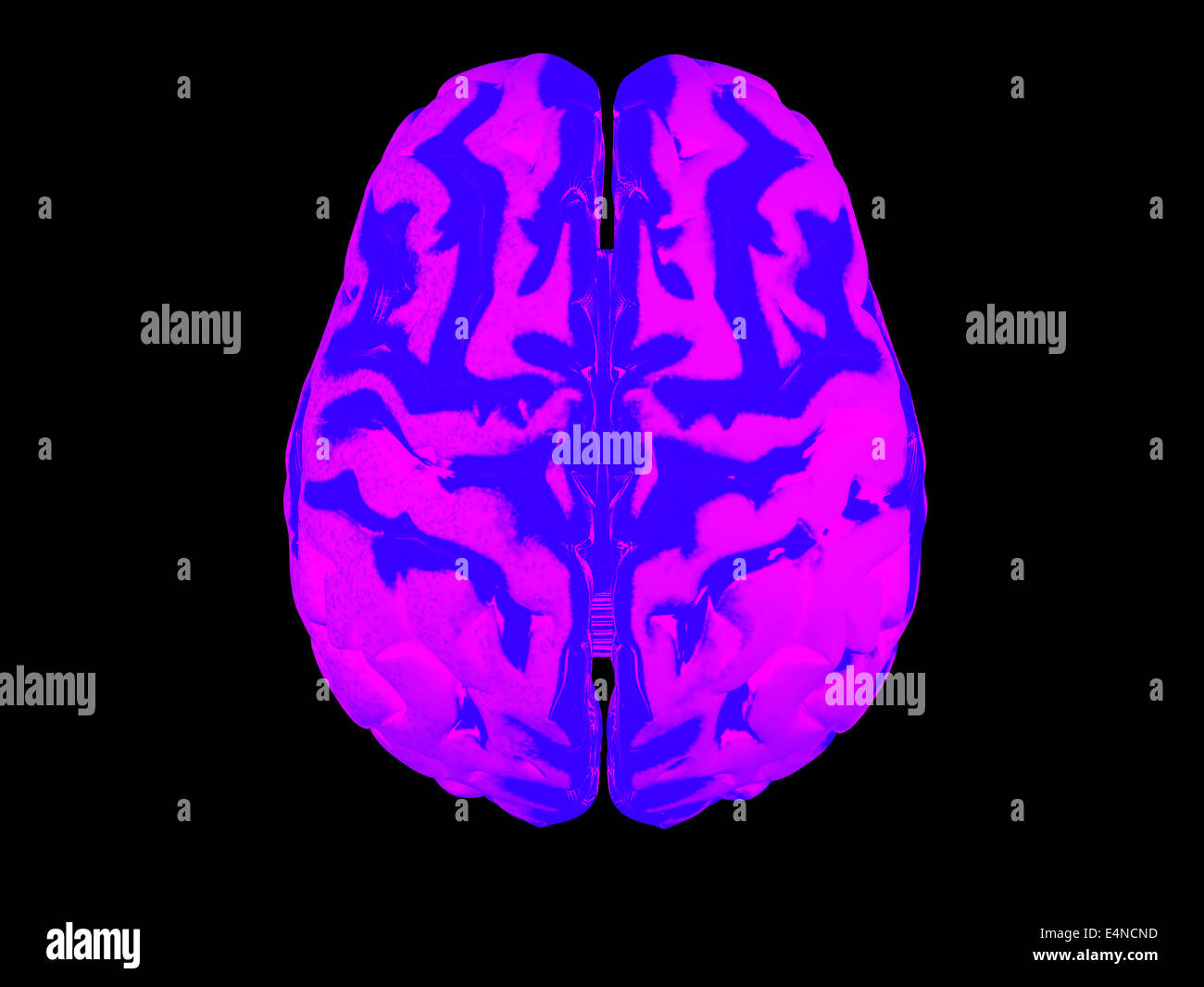 Brain lobes 3d hi-res stock photography and images - Alamy