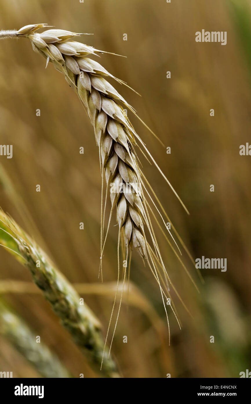 Spica hi-res stock photography and images - Alamy