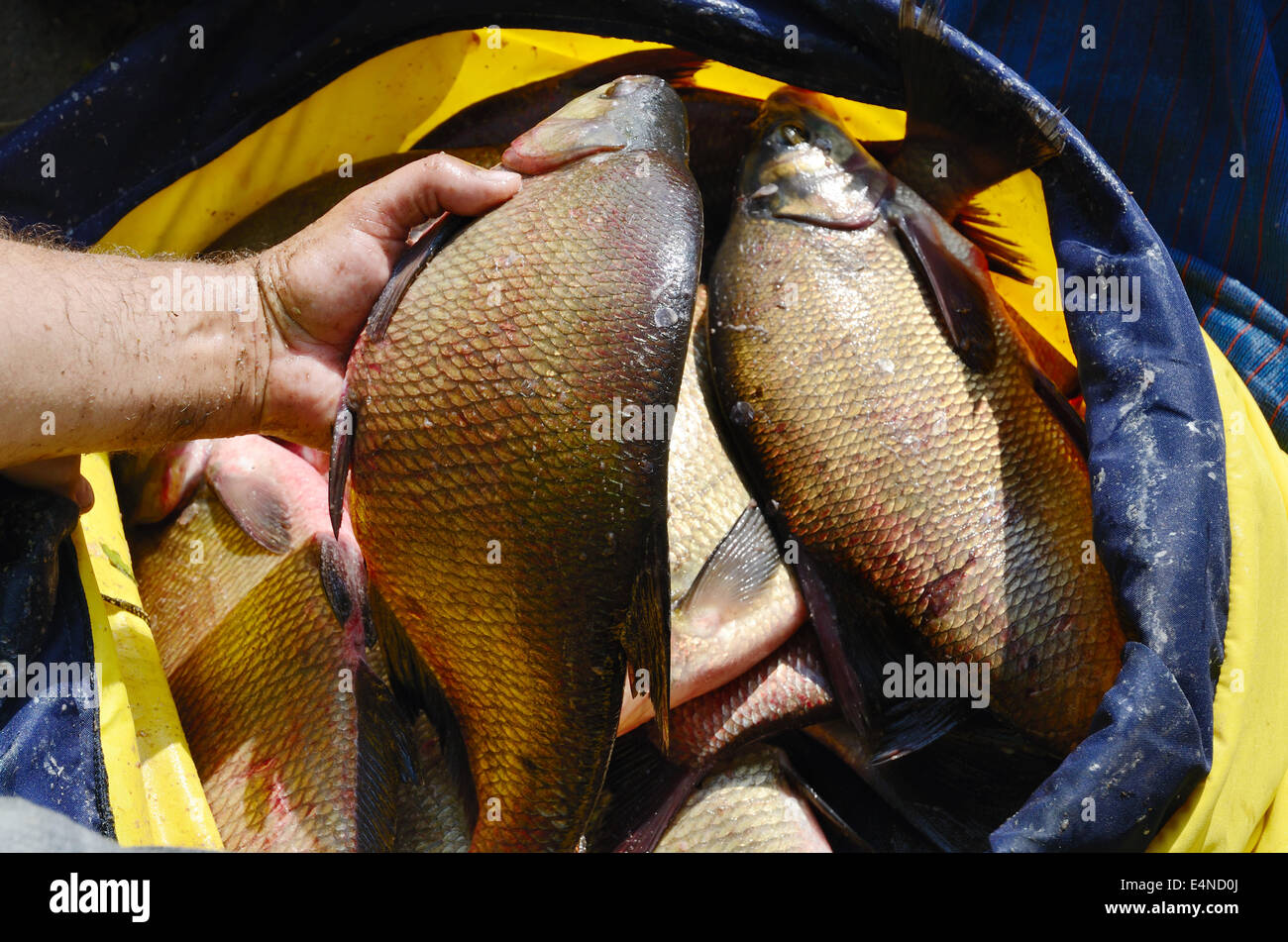 Big bream hi-res stock photography and images - Alamy