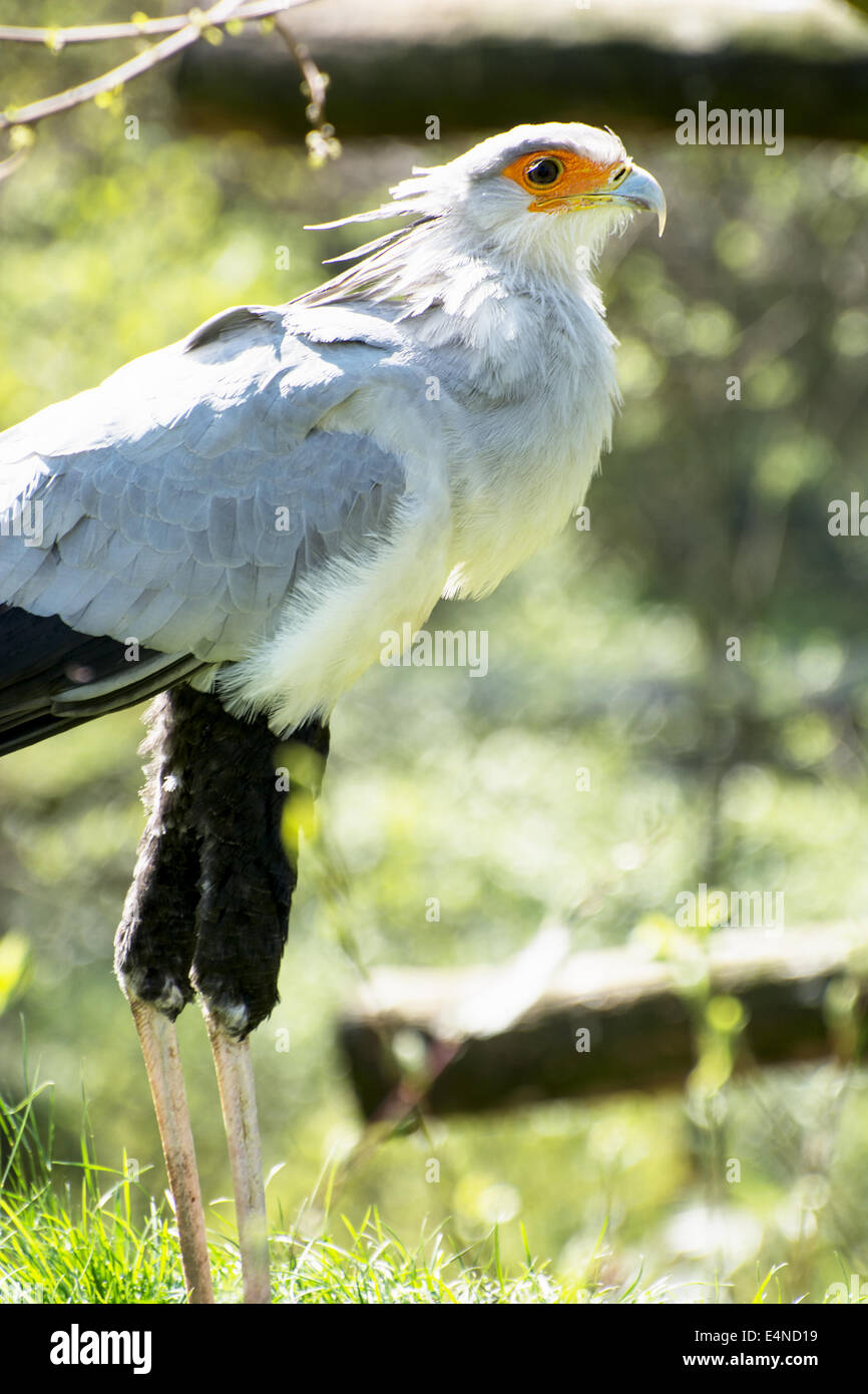 Secretary bird (Sagittarius serpentarius) watching around Stock Photo ...