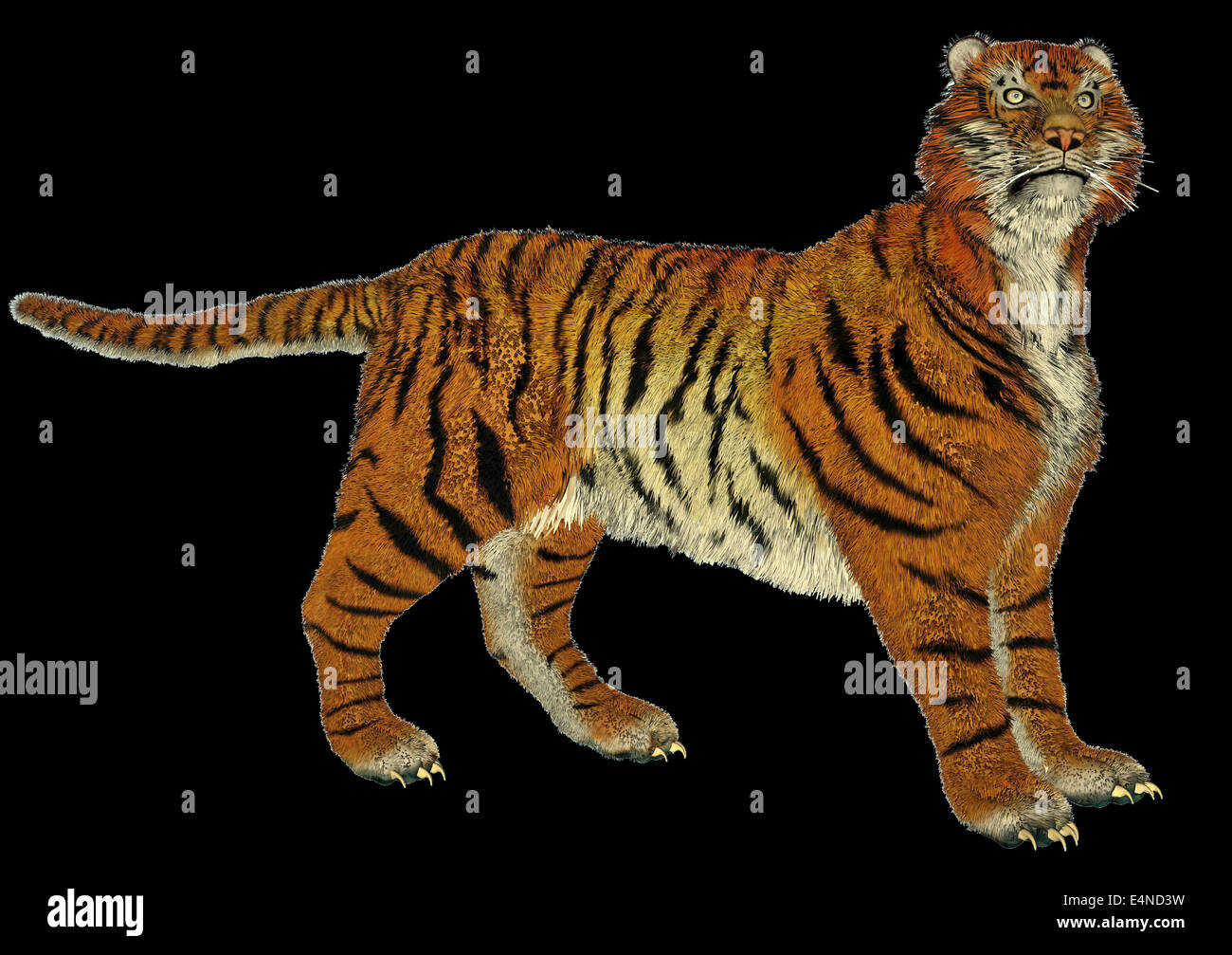 Tiger stand hi-res stock photography and images - Alamy