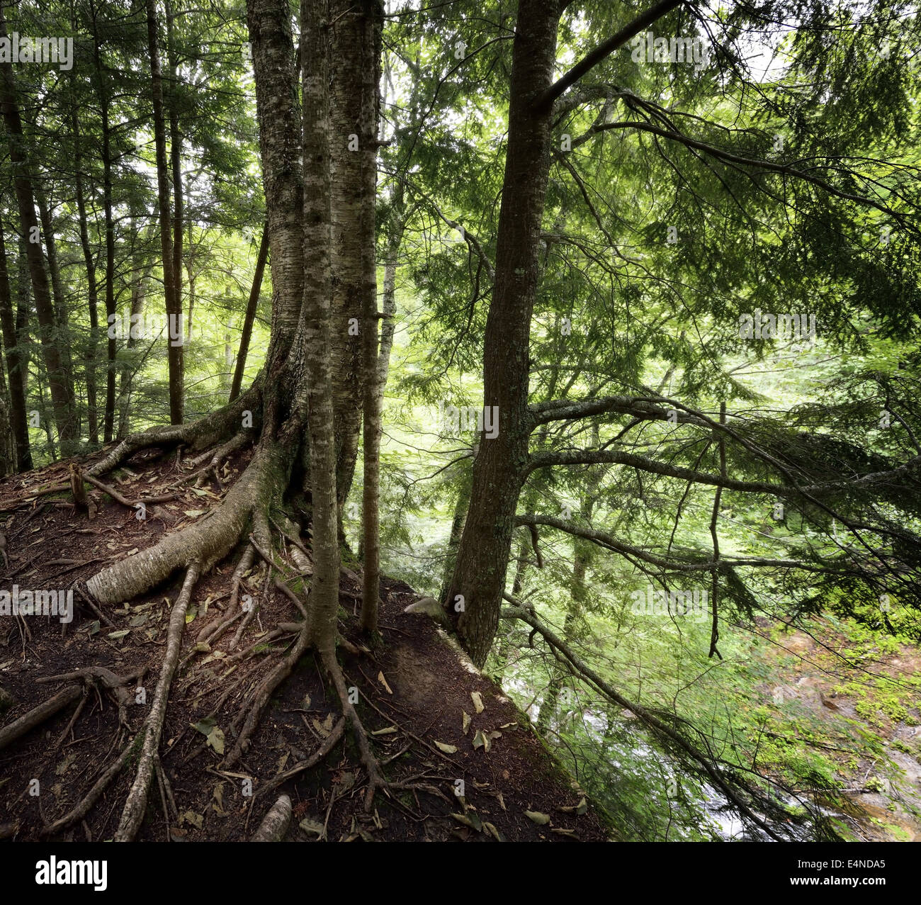 Trees On A Cliff Stock Photo - Alamy