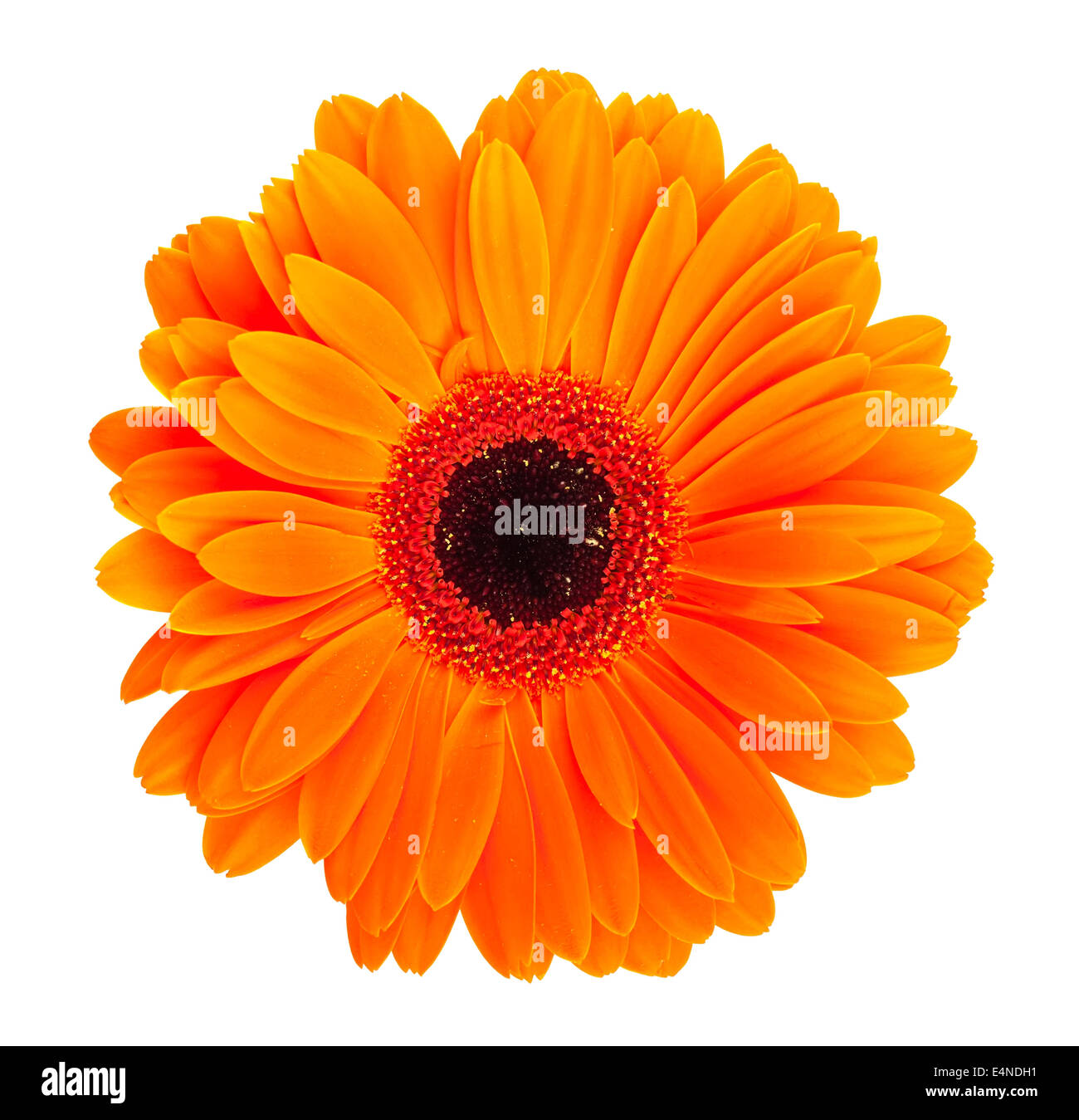 Orange gerbera flower Stock Photo - Alamy