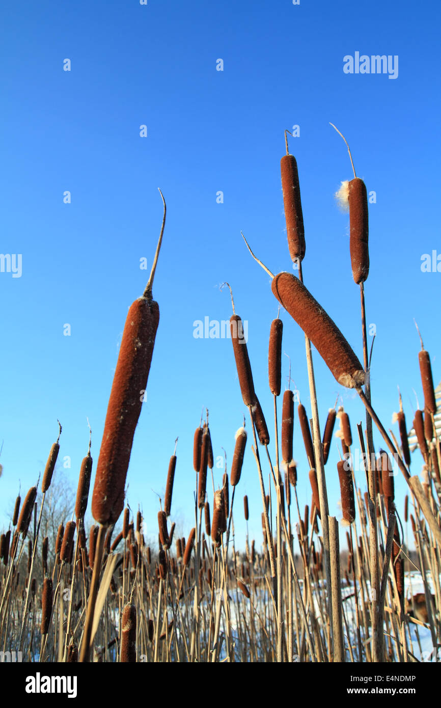 dry bulrush on celestial background Stock Photo - Alamy
