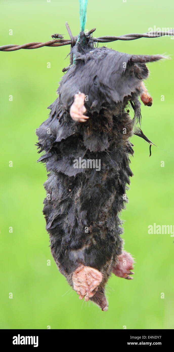 Dead moles on a fence hi-res stock photography and images - Alamy