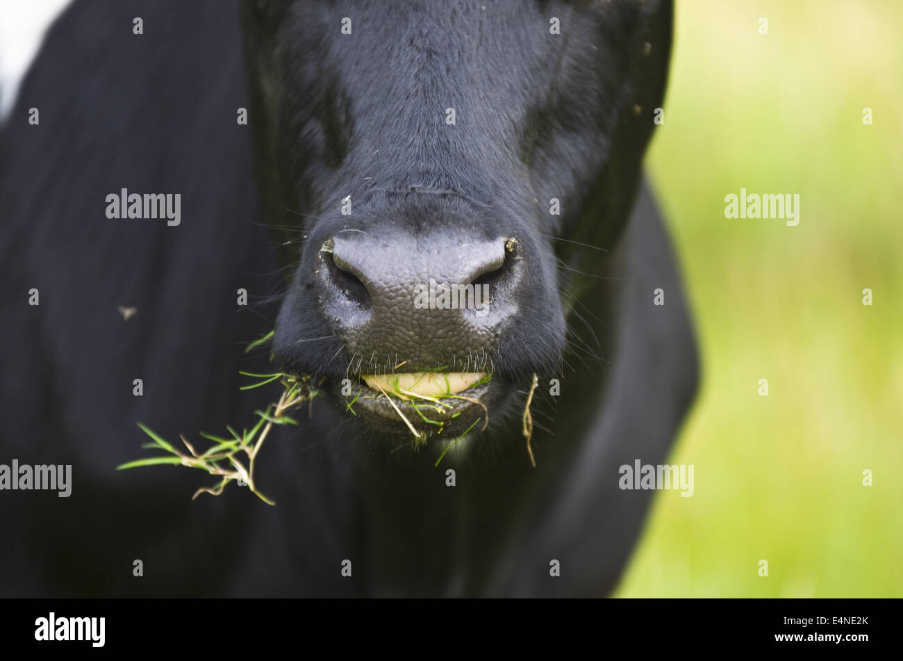 Cow mouth eating hi-res stock photography and images - Alamy