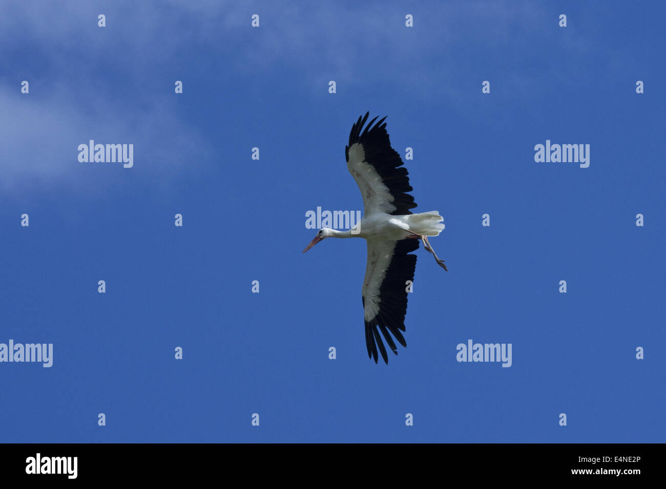 Courtship of white stork hi-res stock photography and images - Alamy