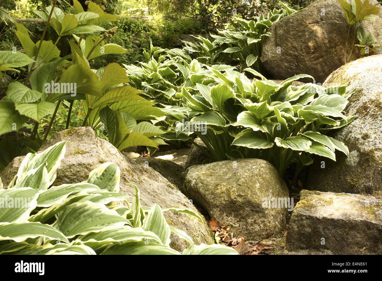 Hosta species hi-res stock photography and images - Alamy