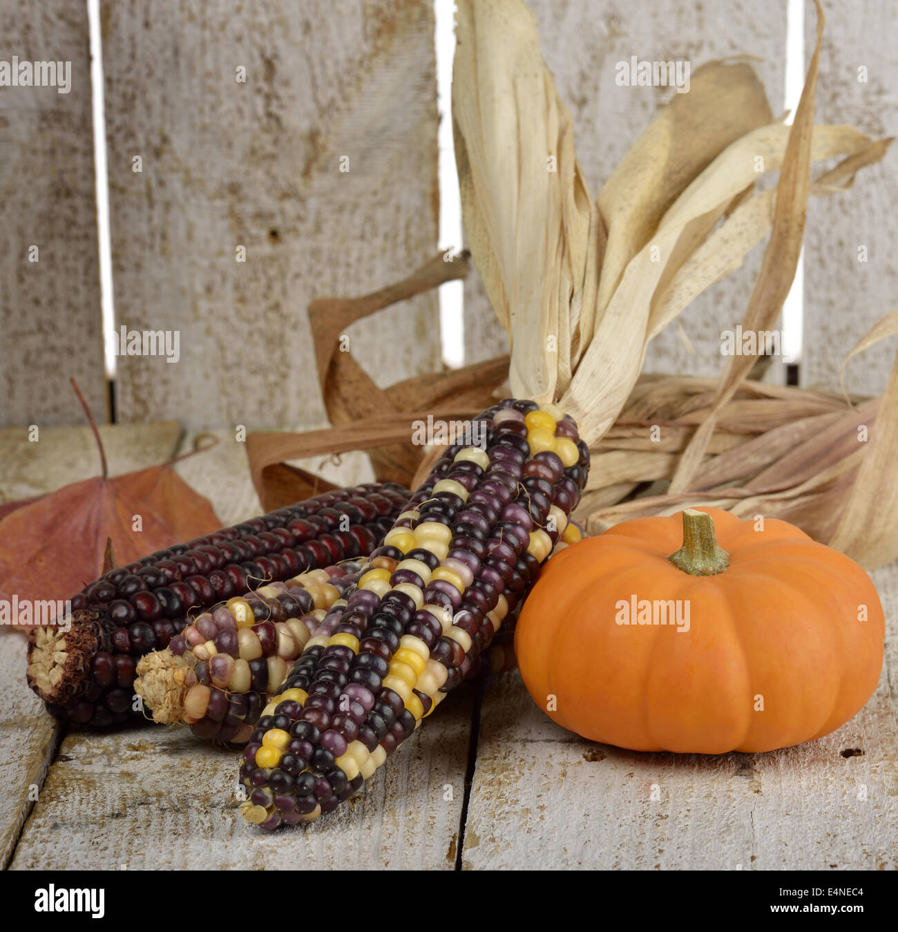 Indian Corn And Pumpkin Stock Photo - Alamy