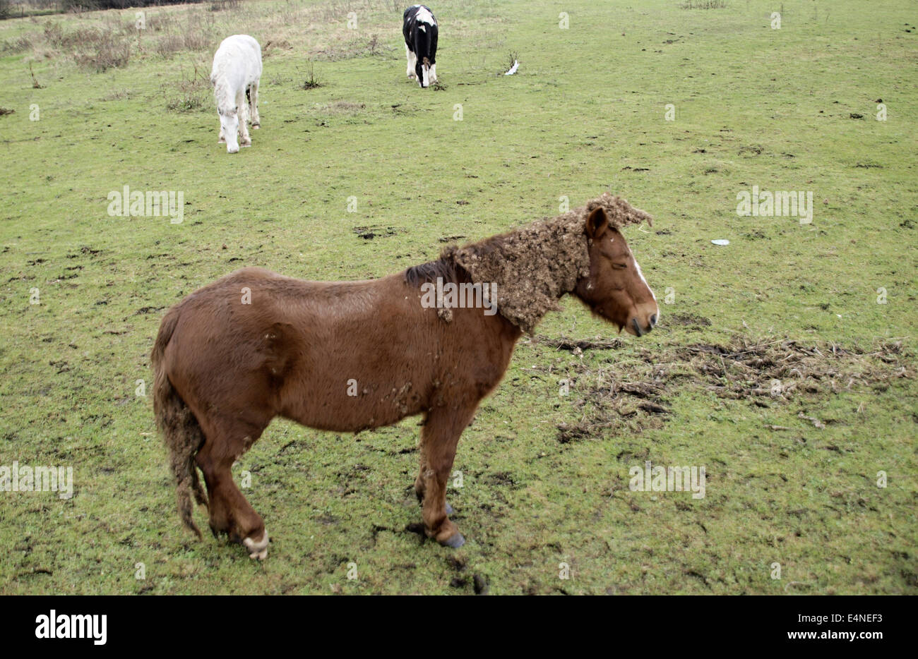loose housing 1202004 Stock Photo - Alamy