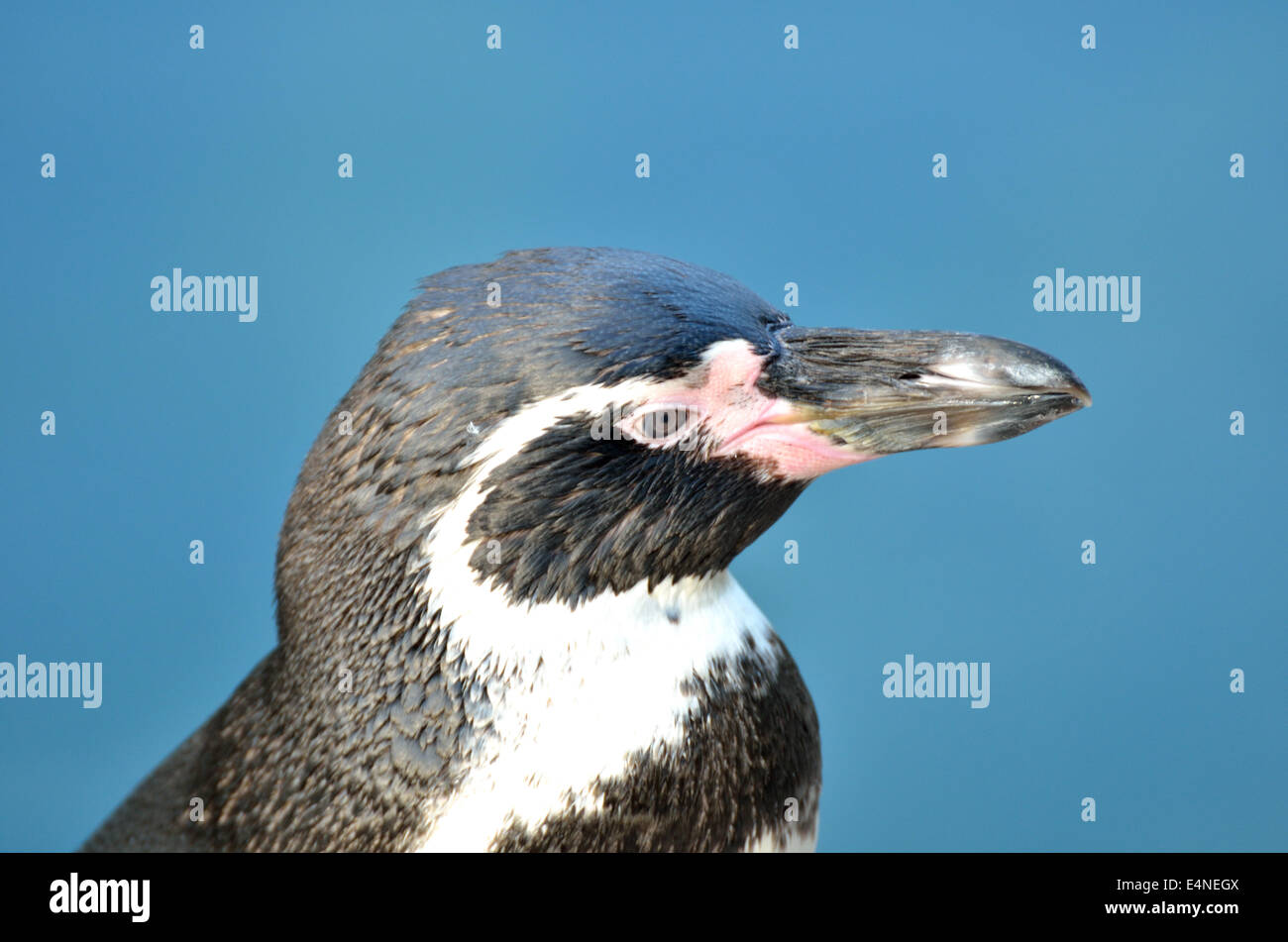 Aquatic anim hi-res stock photography and images - Alamy
