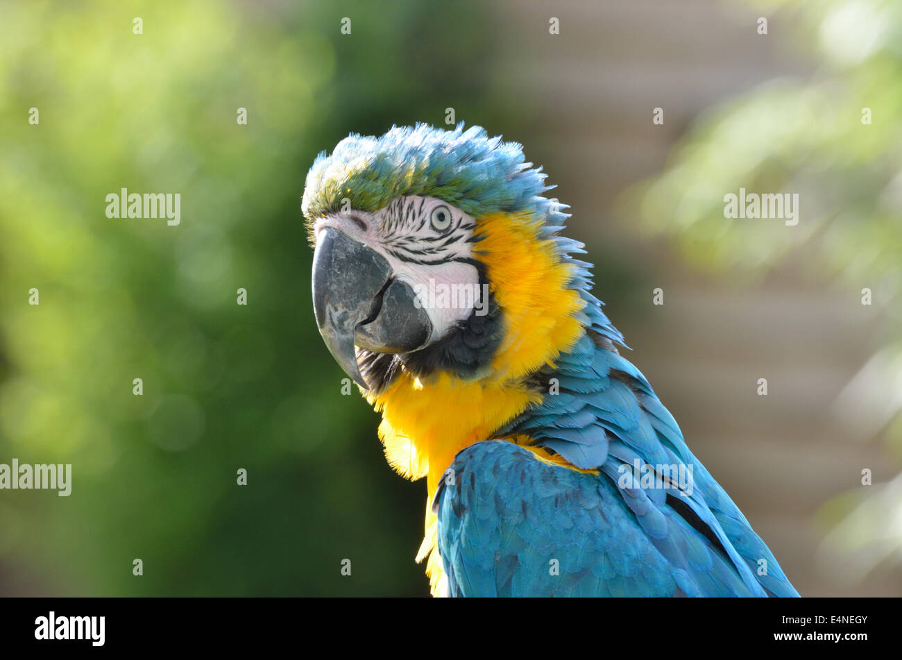 Parrot portrait hi-res stock photography and images - Alamy