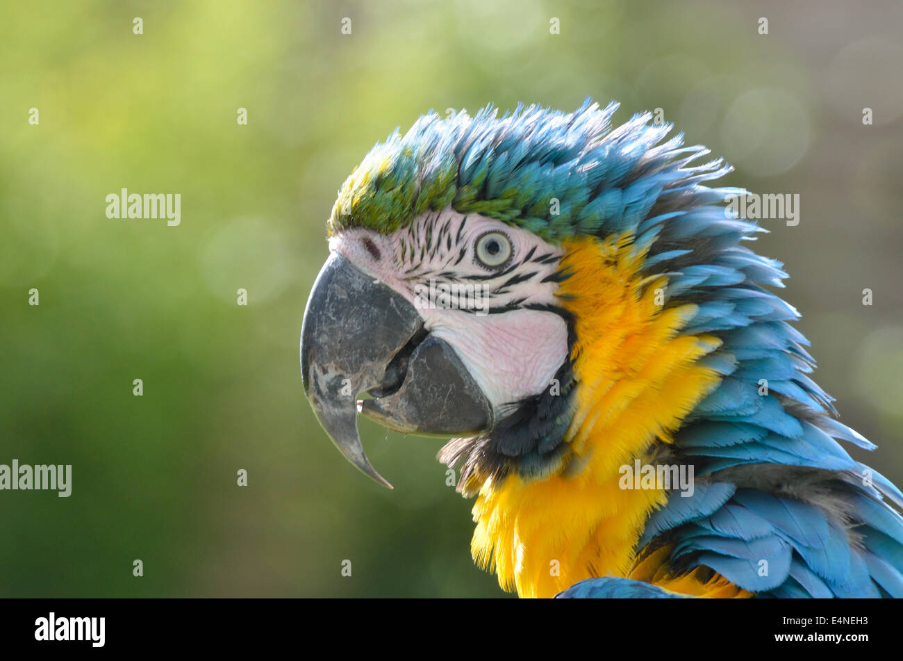 Parrot head hi-res stock photography and images - Alamy
