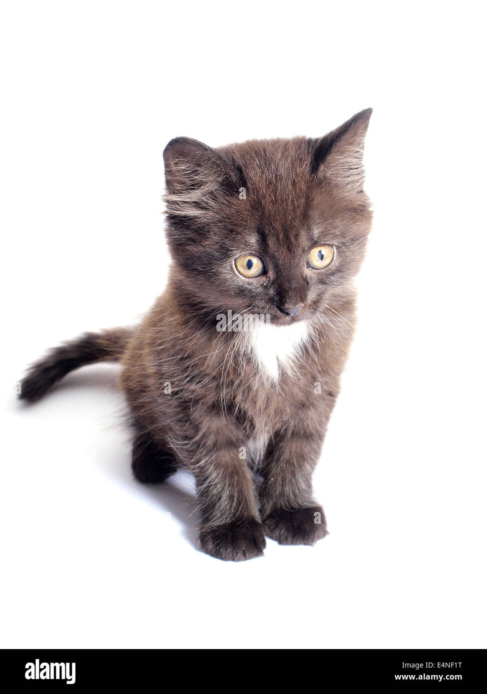 Sad Kitten Cut Out Stock Images & Pictures - Alamy