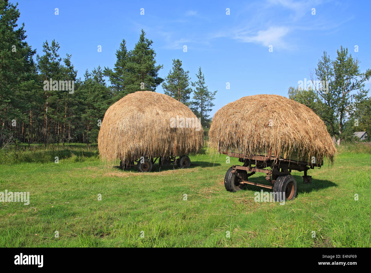 stack hay near pine wood Stock Photo - Alamy
