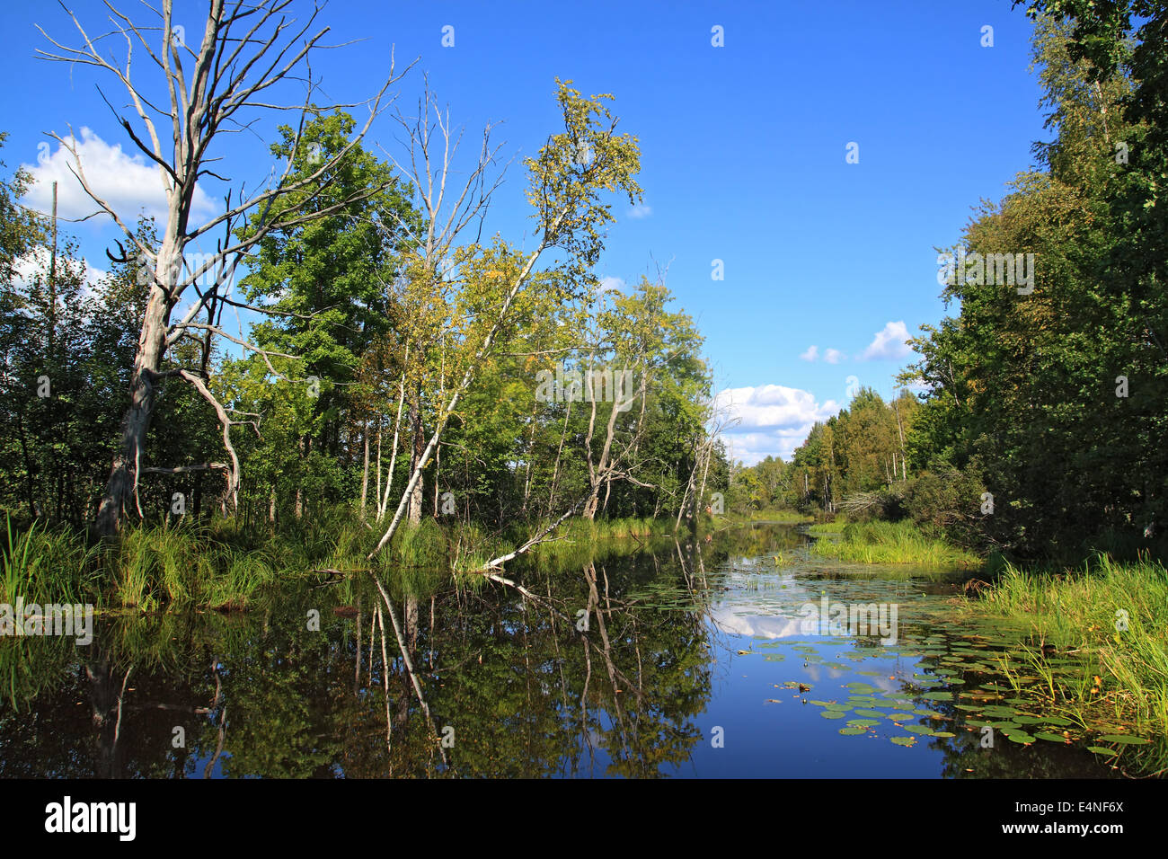 dry tree on coast wood lake Stock Photo - Alamy