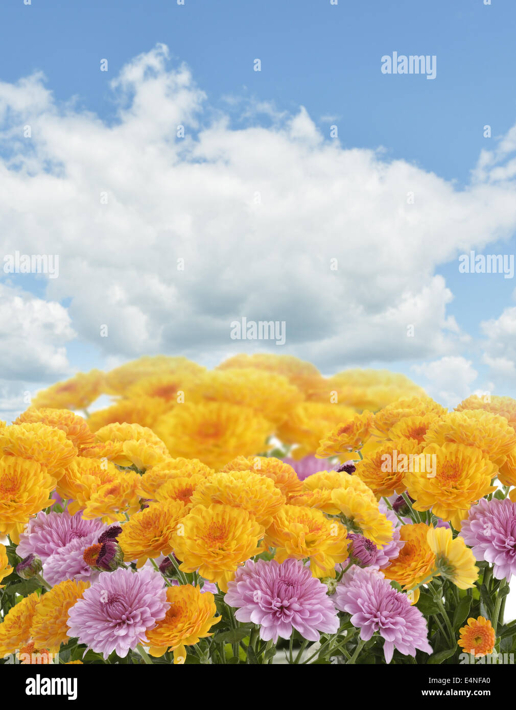 Colorful mums hi-res stock photography and images - Alamy