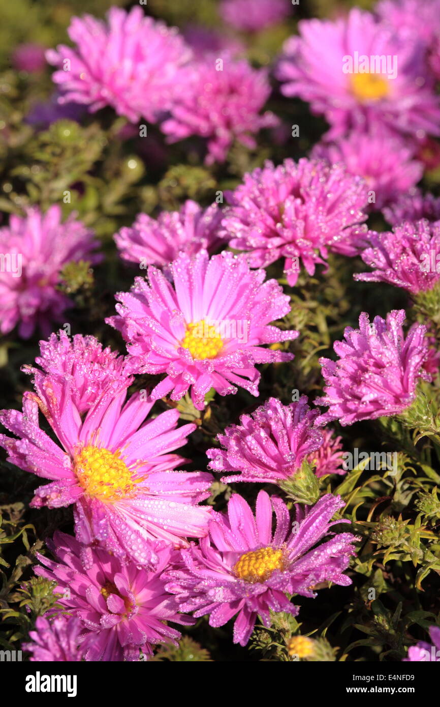 Rice button hi-res stock photography and images - Alamy