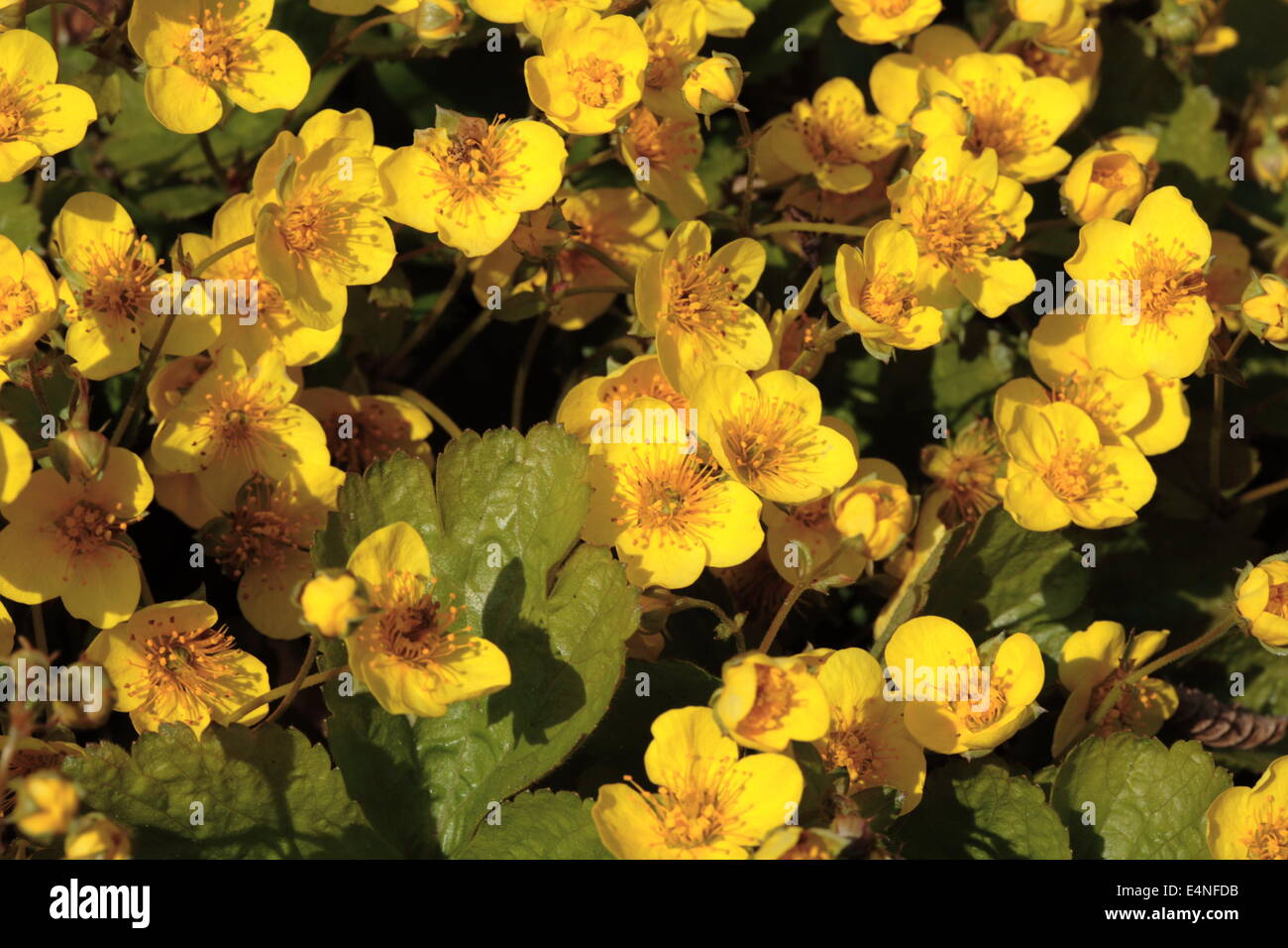 Barren strawberry - Waldsteinia ternata Stock Photo - Alamy