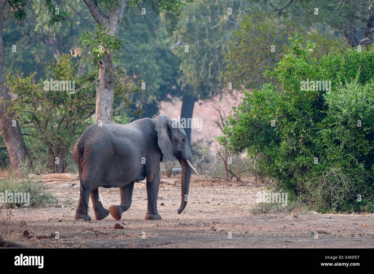 A large bull elephant Stock Photo - Alamy