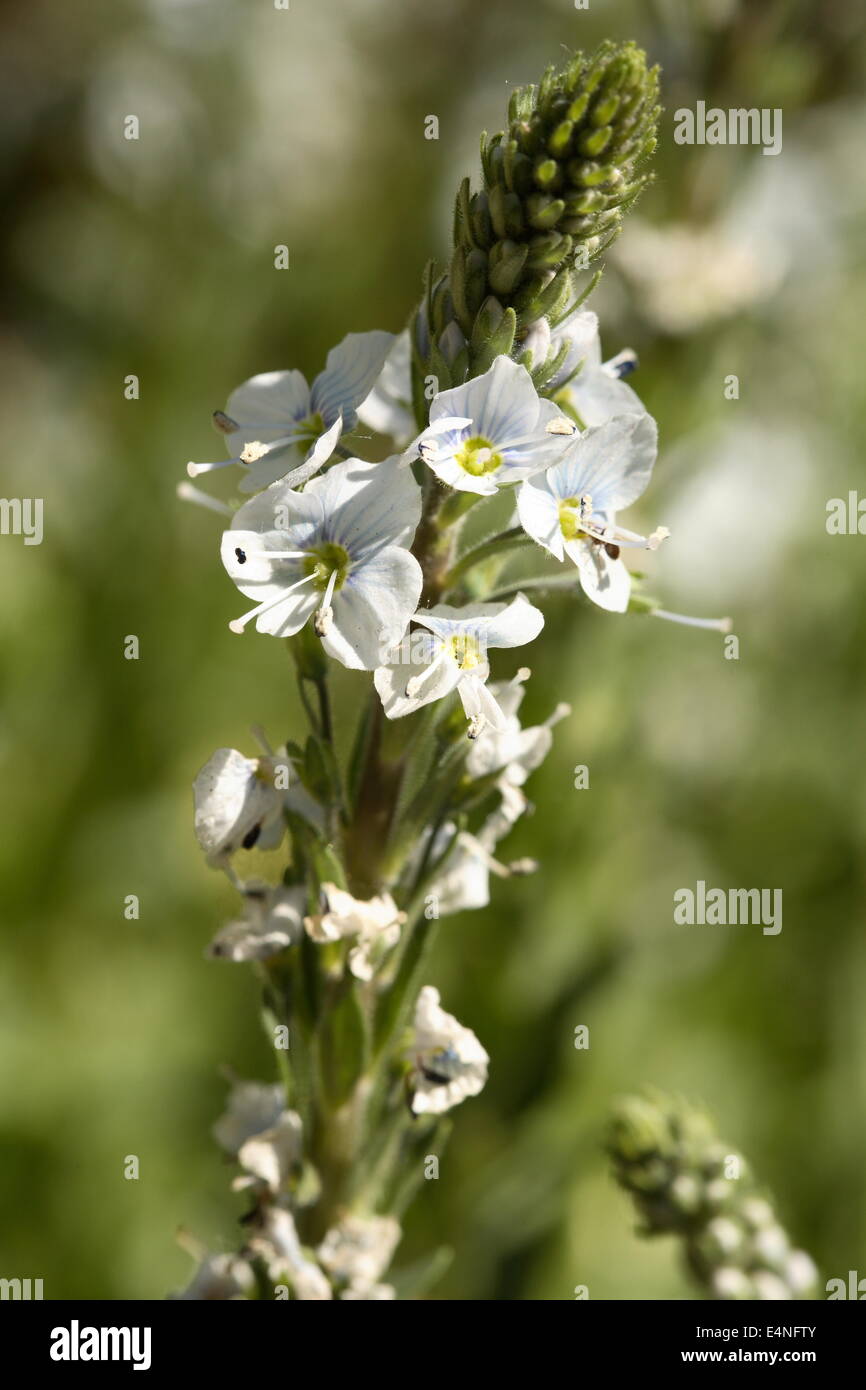 Gentian speedwell - Veronica gentianoides Stock Photo - Alamy