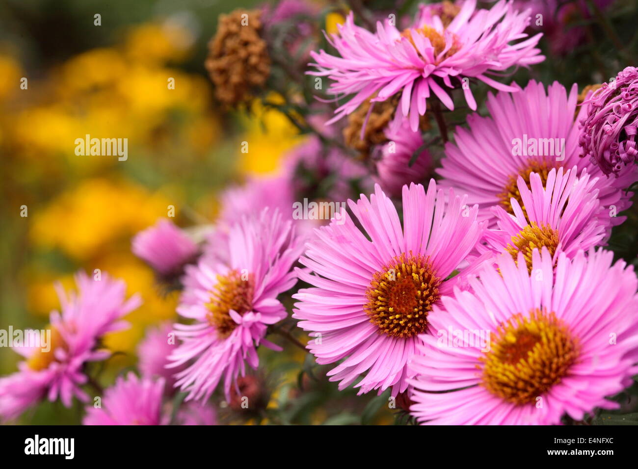 Aster Barrs Pink High Resolution Stock Photography and Images - Alamy