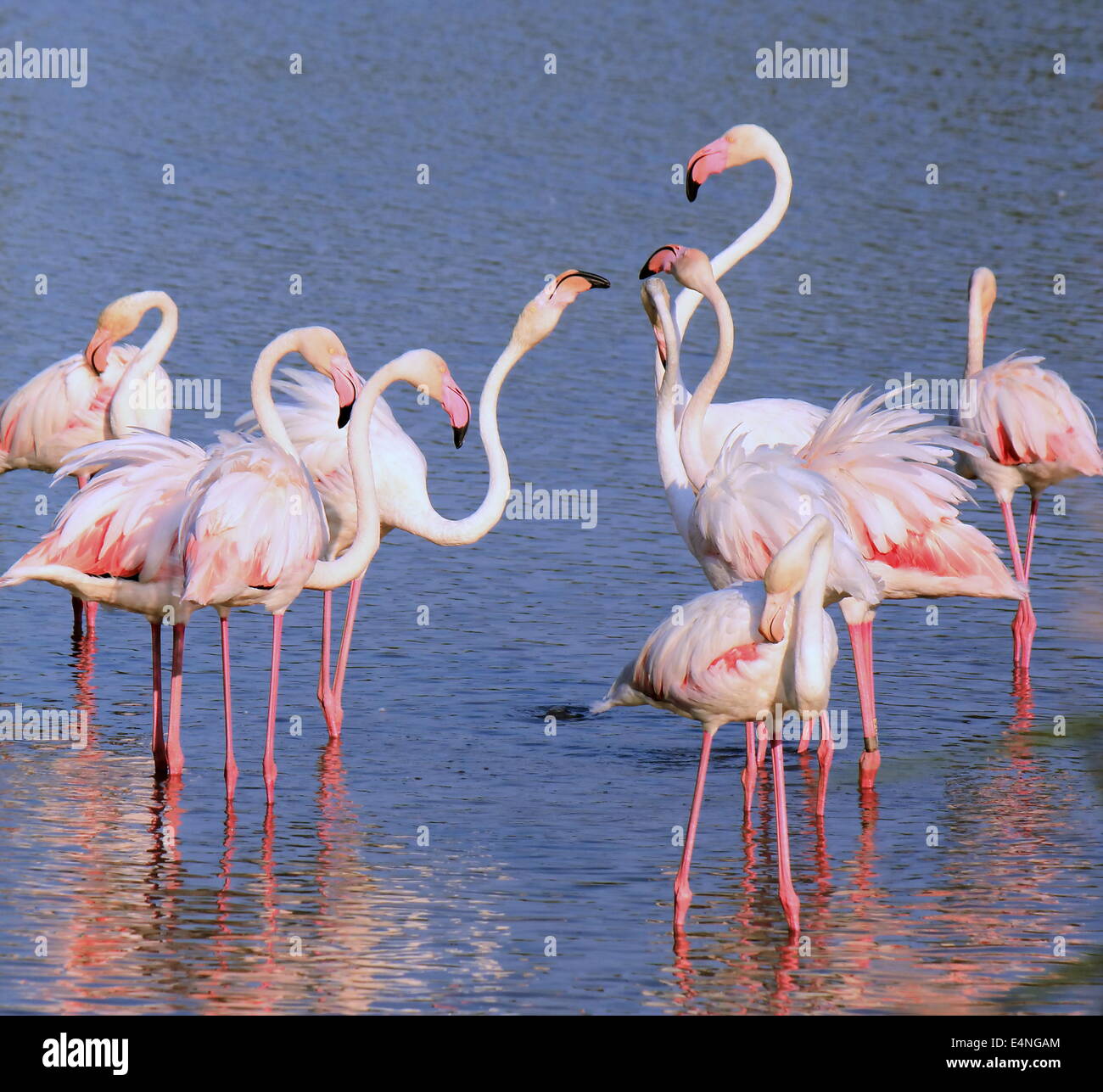 Group of flamingos Stock Photo - Alamy