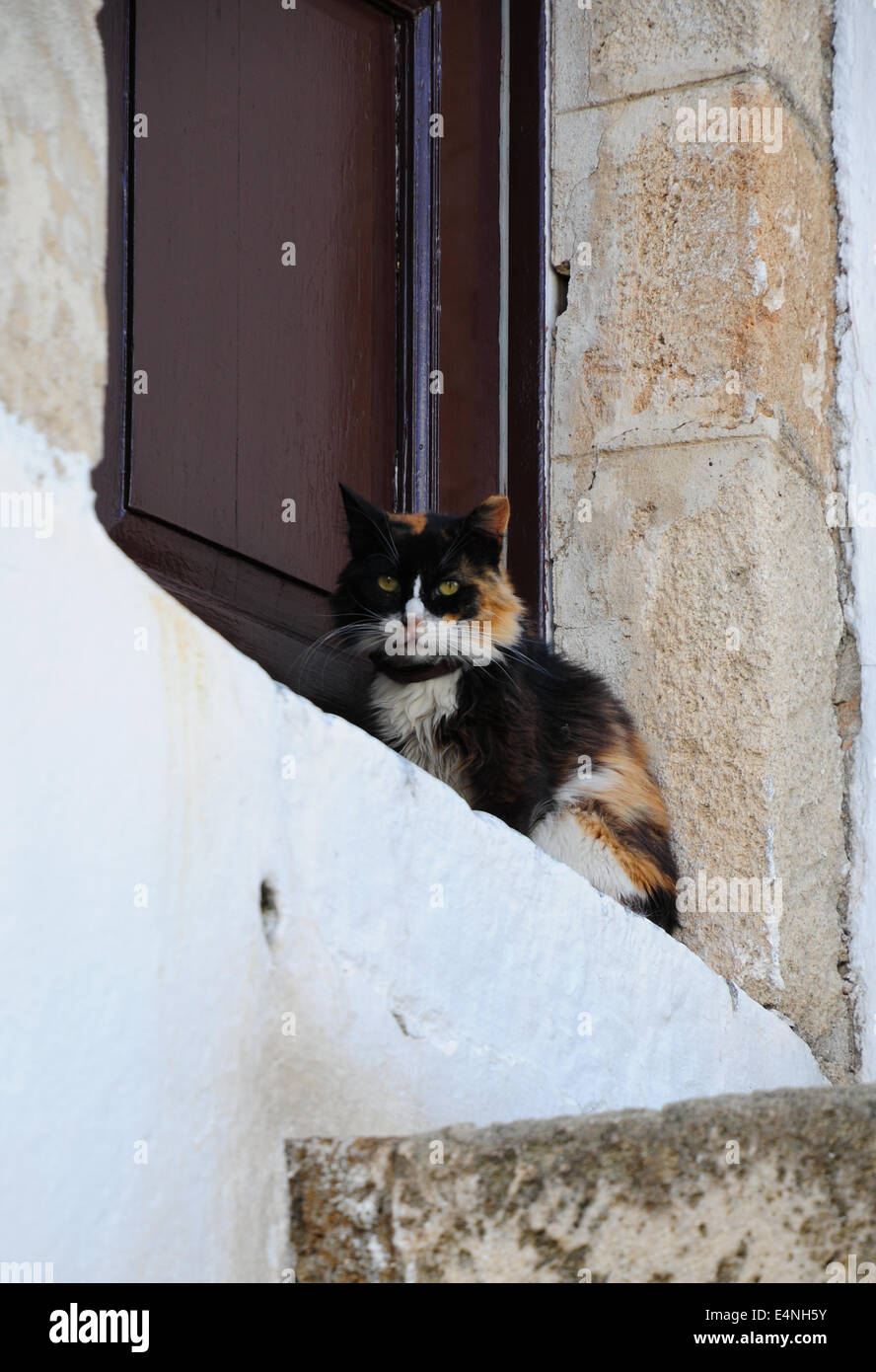 Pretty cat on doorstep in Lindos, Rhodes, Greece Stock Photo - Alamy