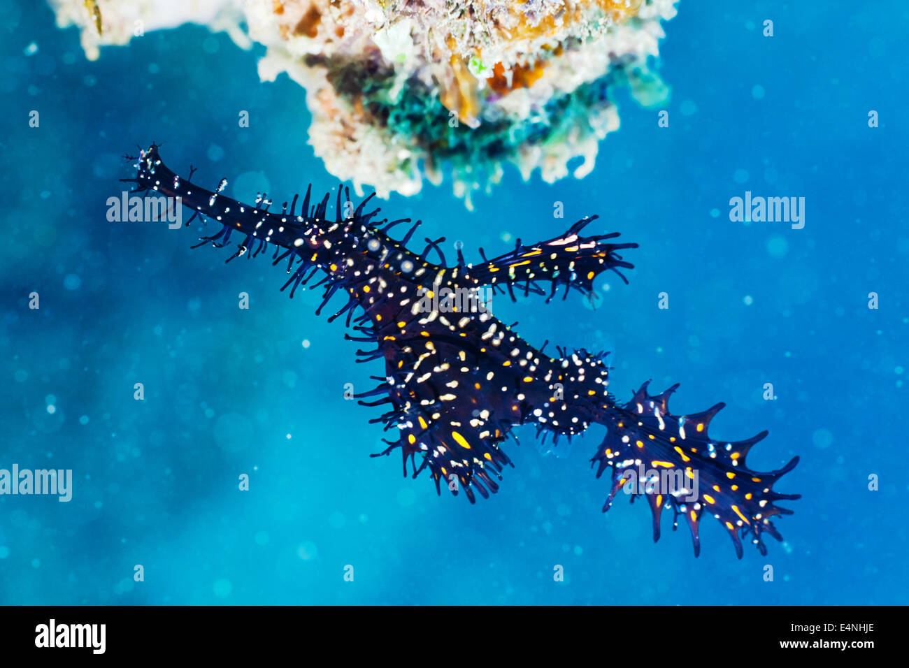Red sea pipefish hi-res stock photography and images - Alamy