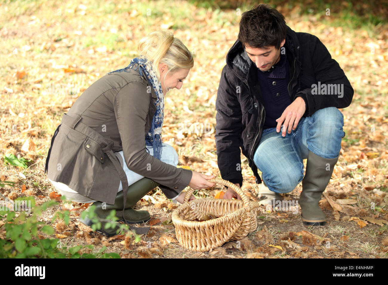 Couple picking chestnuts Stock Photo - Alamy