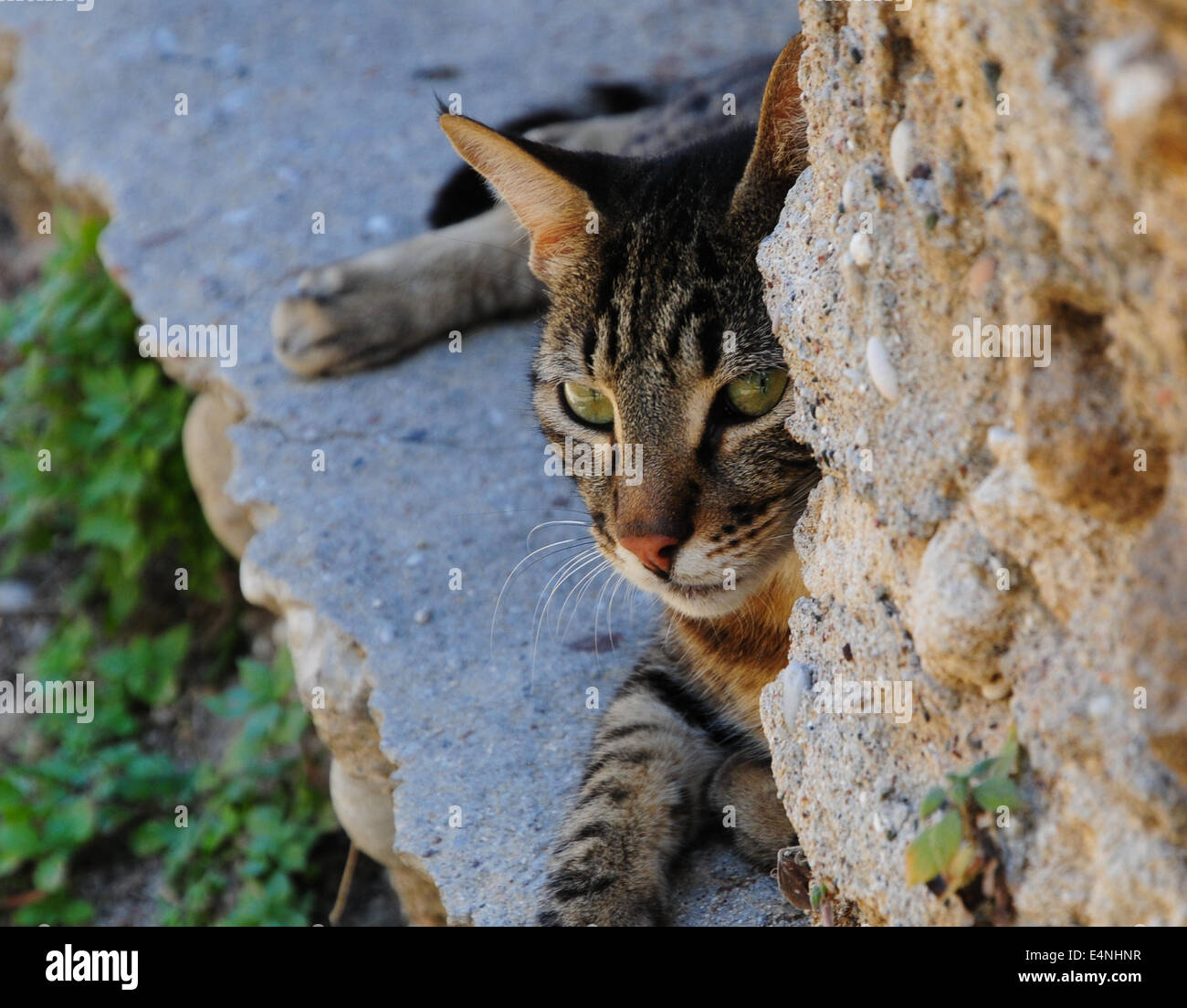 Stray tabby cat in Rhodes, Greece Stock Photo - Alamy