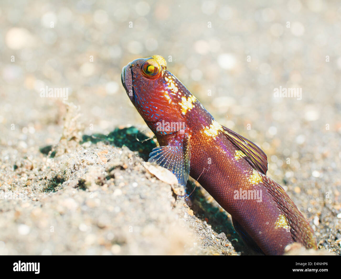 Tropical fish Goby Stock Photo - Alamy