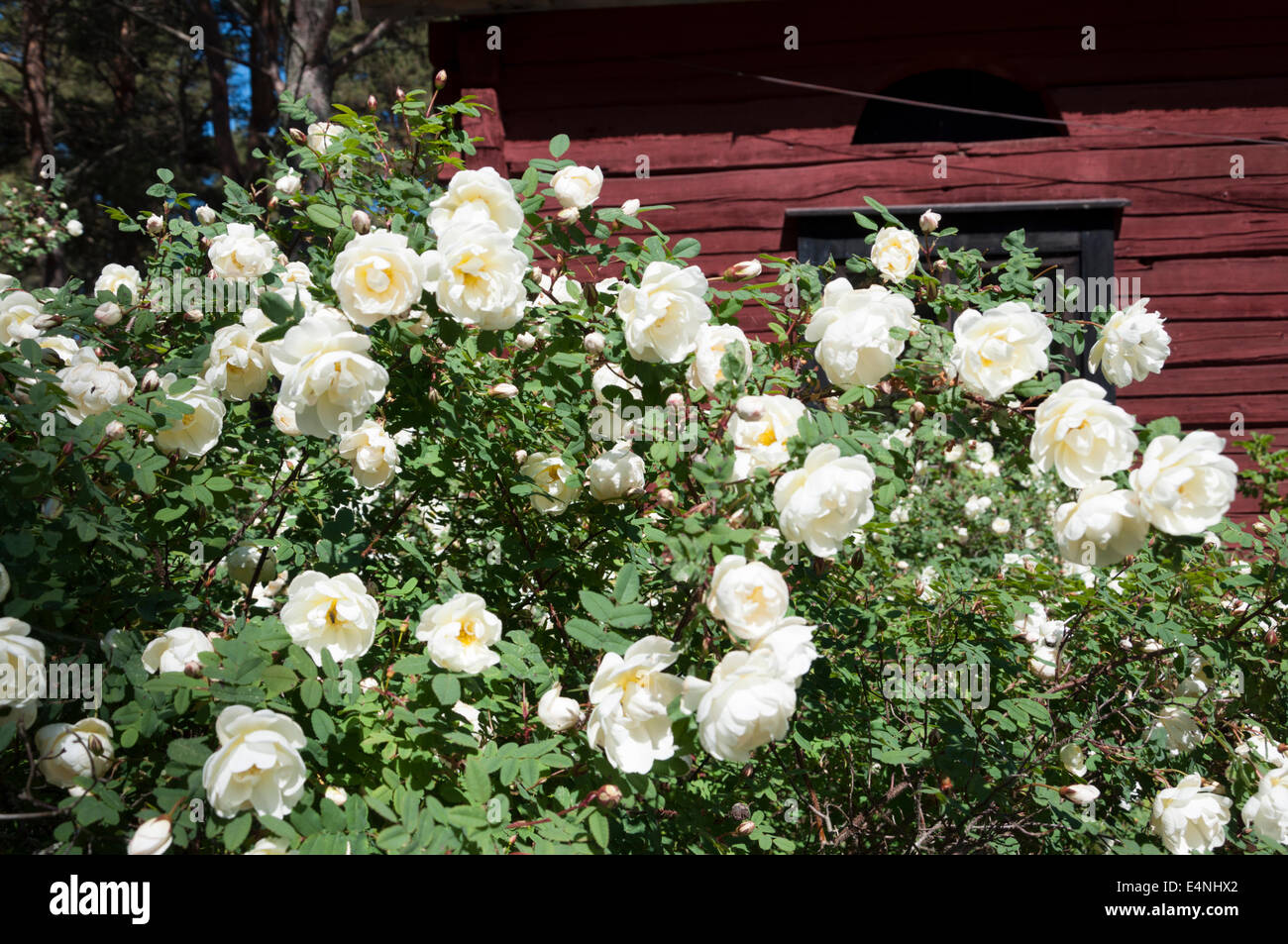 Midsummer roses flowering at Kilin museum Stock Photo - Alamy