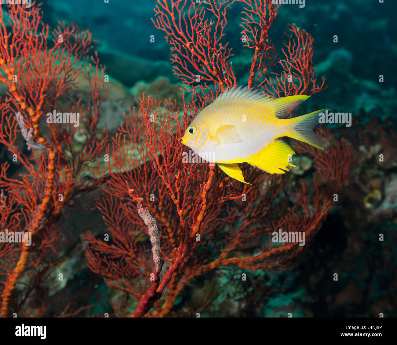 Golden damselfish hi-res stock photography and images - Alamy