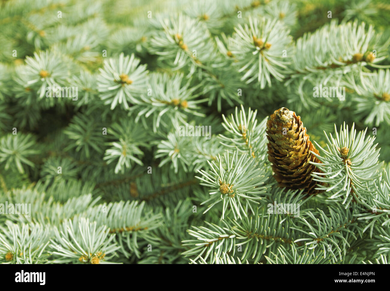 Fur tree cones hi-res stock photography and images - Alamy
