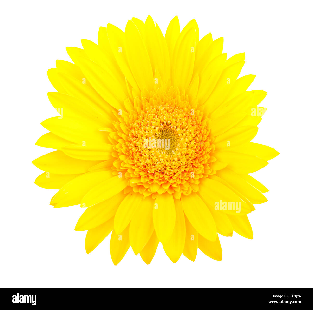 Yellow gerbera flower Stock Photo - Alamy