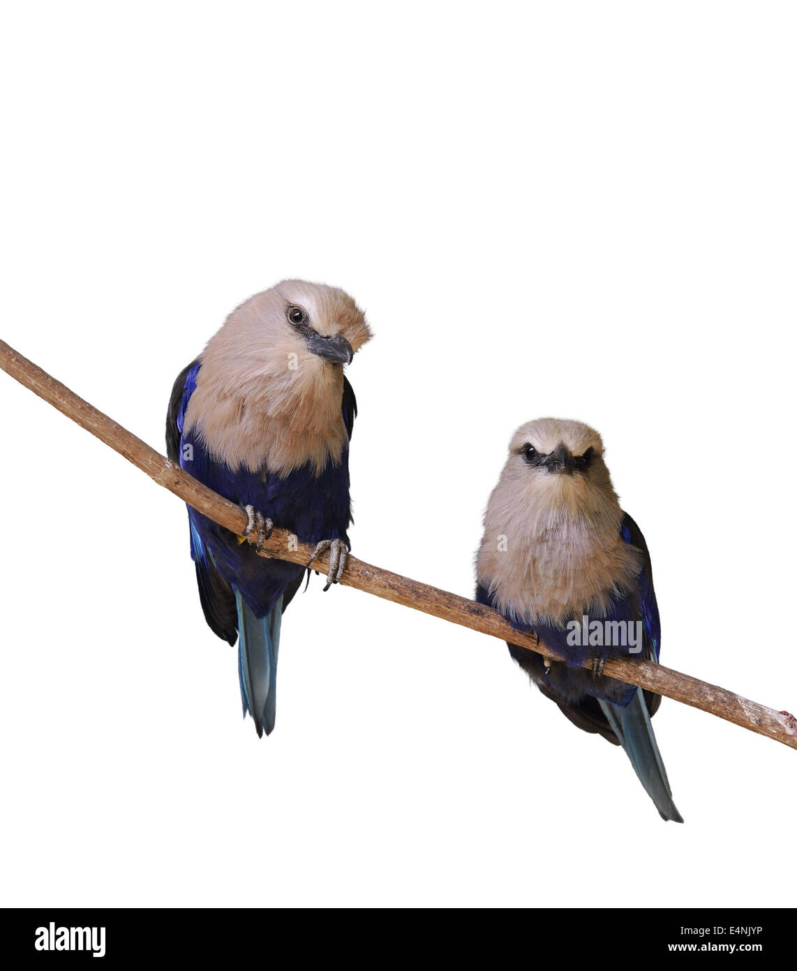 Birds Cut Out Stock Images & Pictures - Alamy