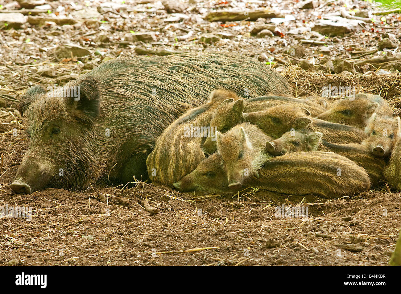 Wild boar farm hi-res stock photography and images - Alamy