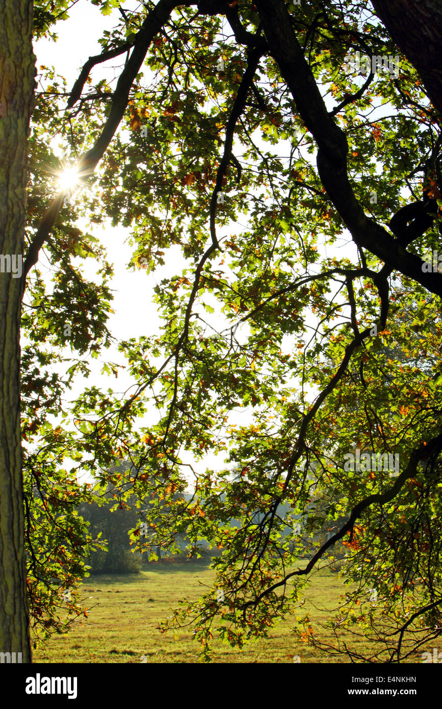 Backlit autumn leaves Stock Photo - Alamy