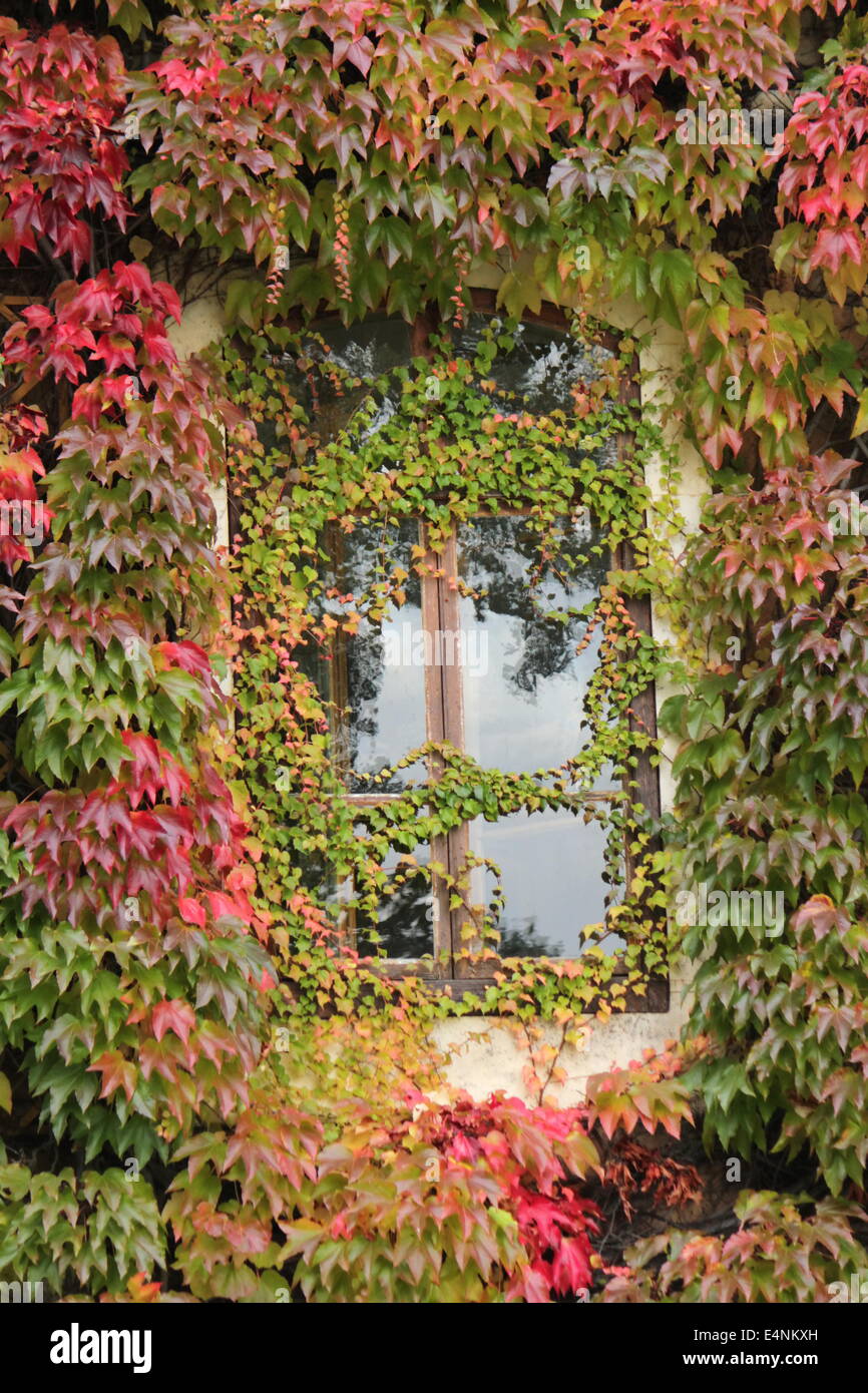 Ivy growing house wall autumn architecture hi-res stock photography and ...