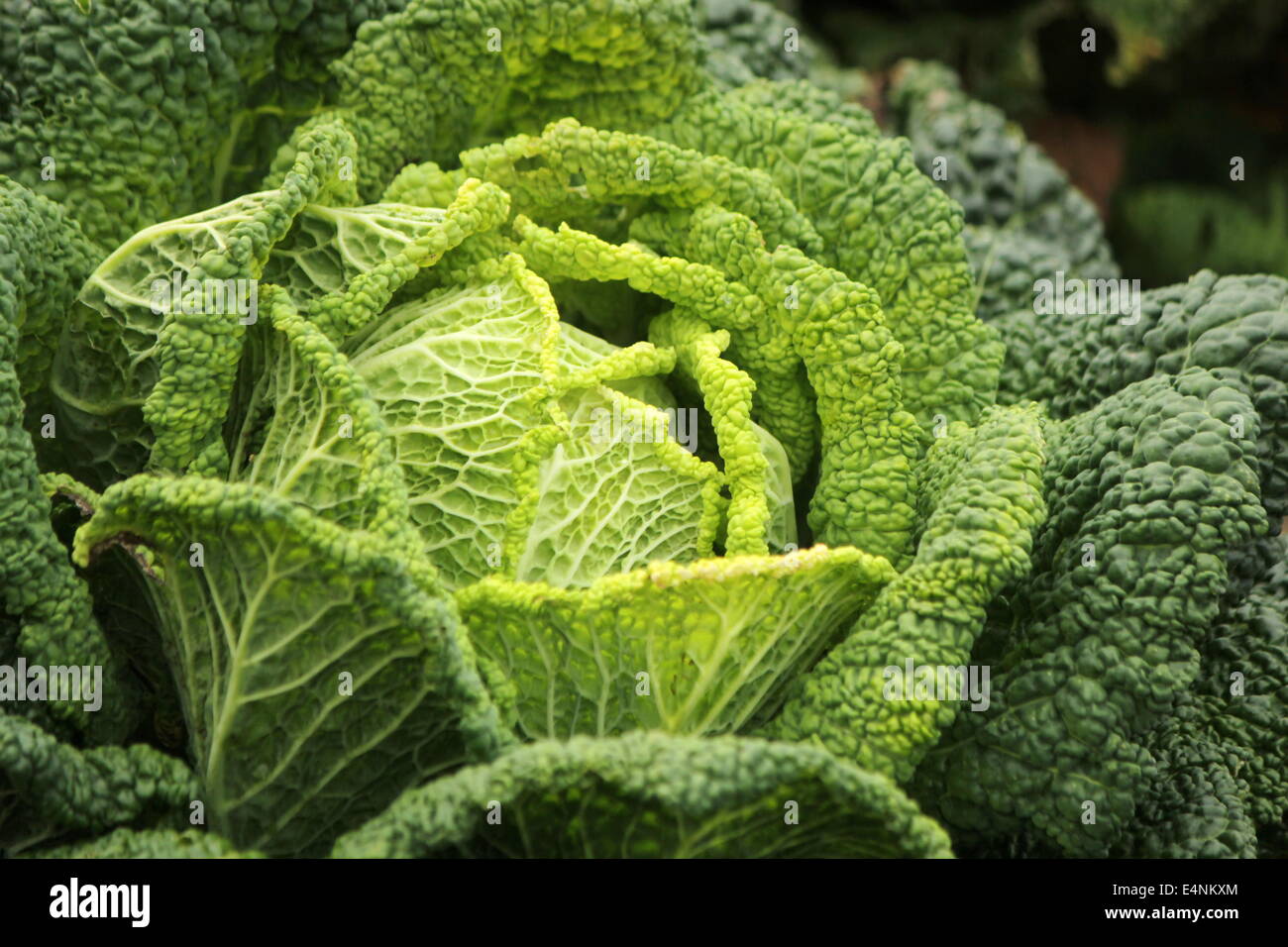 Spring cabbage studio hi-res stock photography and images - Alamy