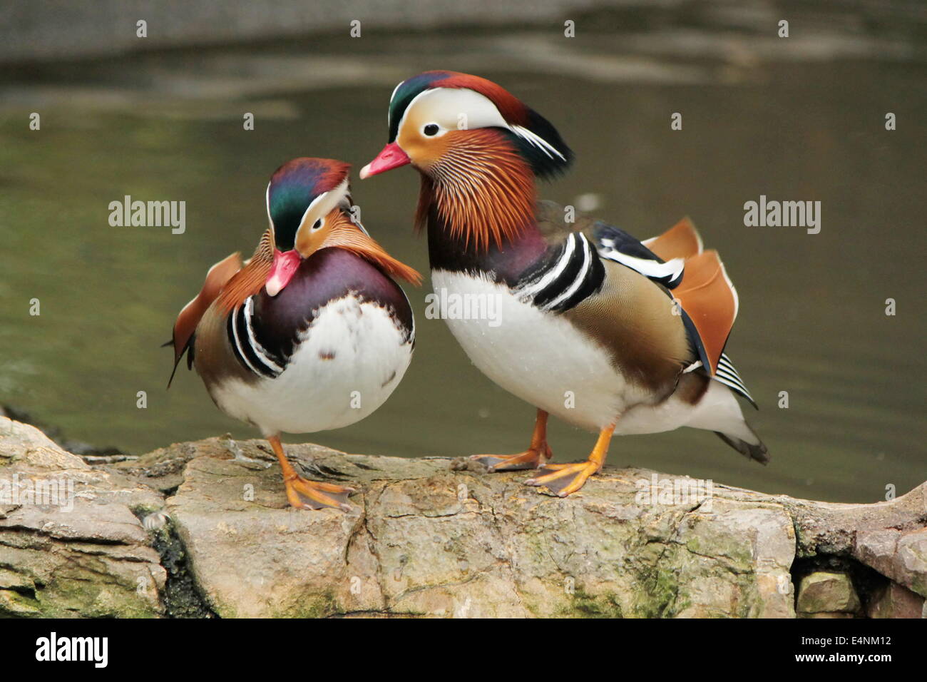 Male madarin duck hi-res stock photography and images - Alamy
