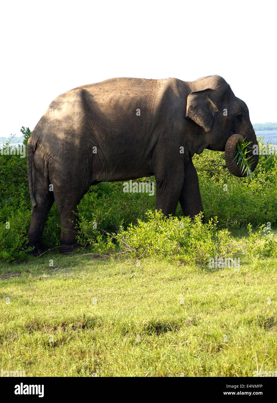 Elephant eating grass hi-res stock photography and images - Alamy