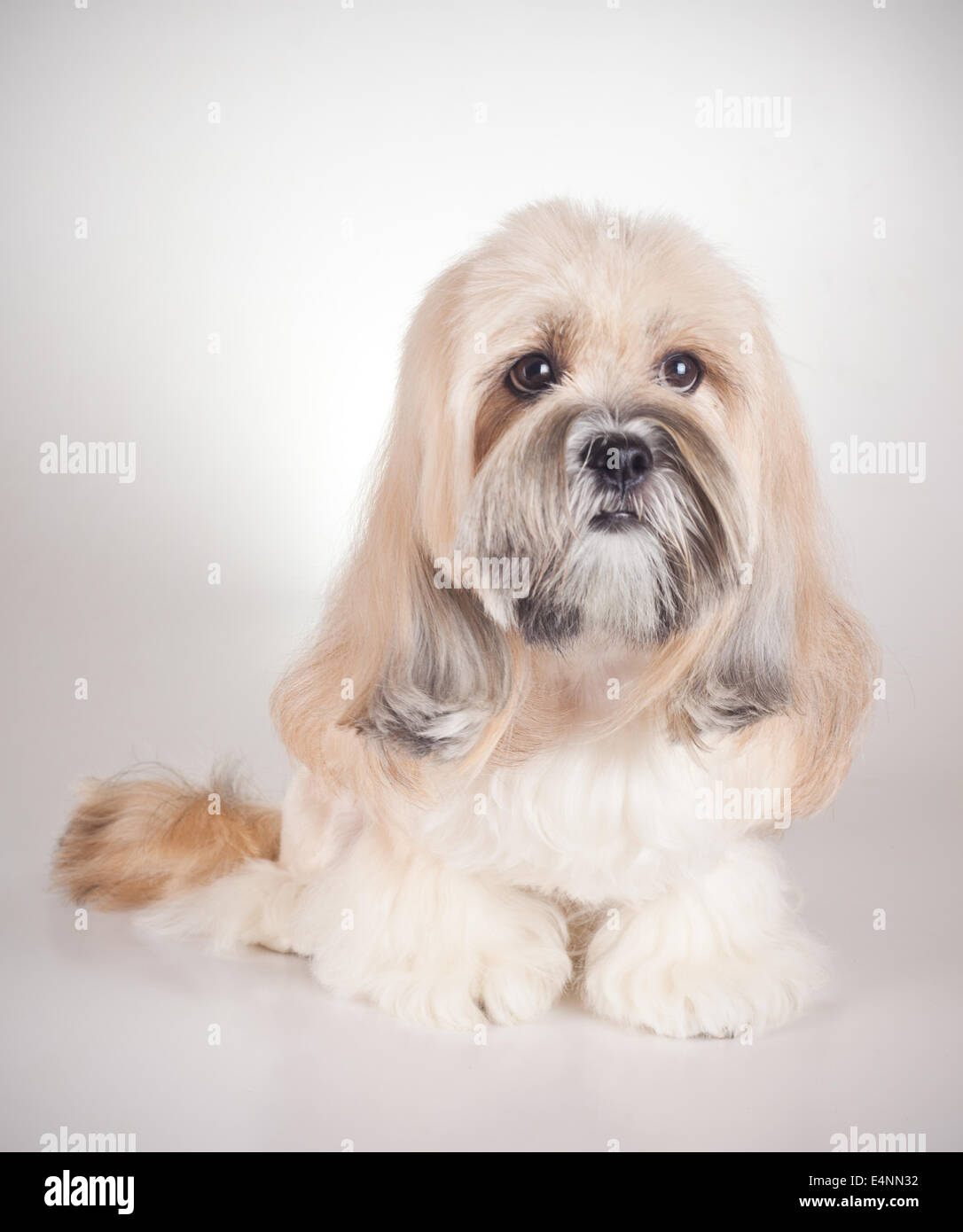 Portrait of lhasa apso dog Stock Photo - Alamy