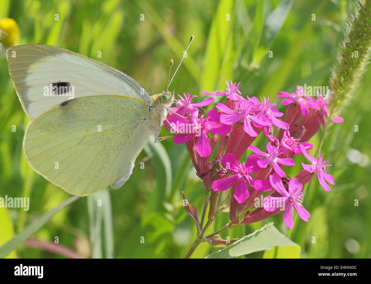 white cabbage butterfly on wild flower Stock Photo - Alamy