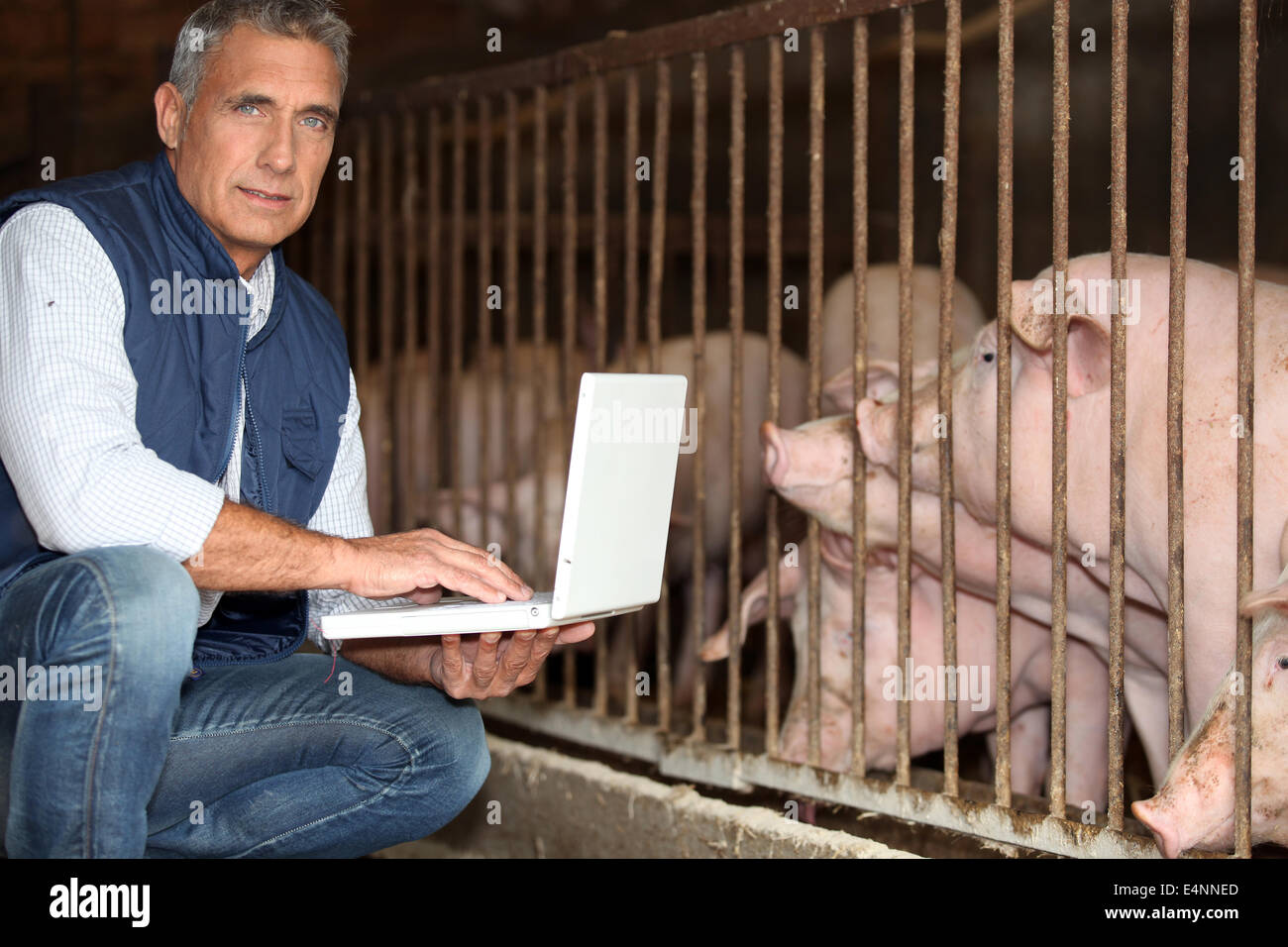 man breeding pigs Stock Photo - Alamy